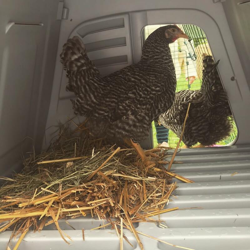 Eglu Go UP Mobile Chicken Coops Australia | Omlet