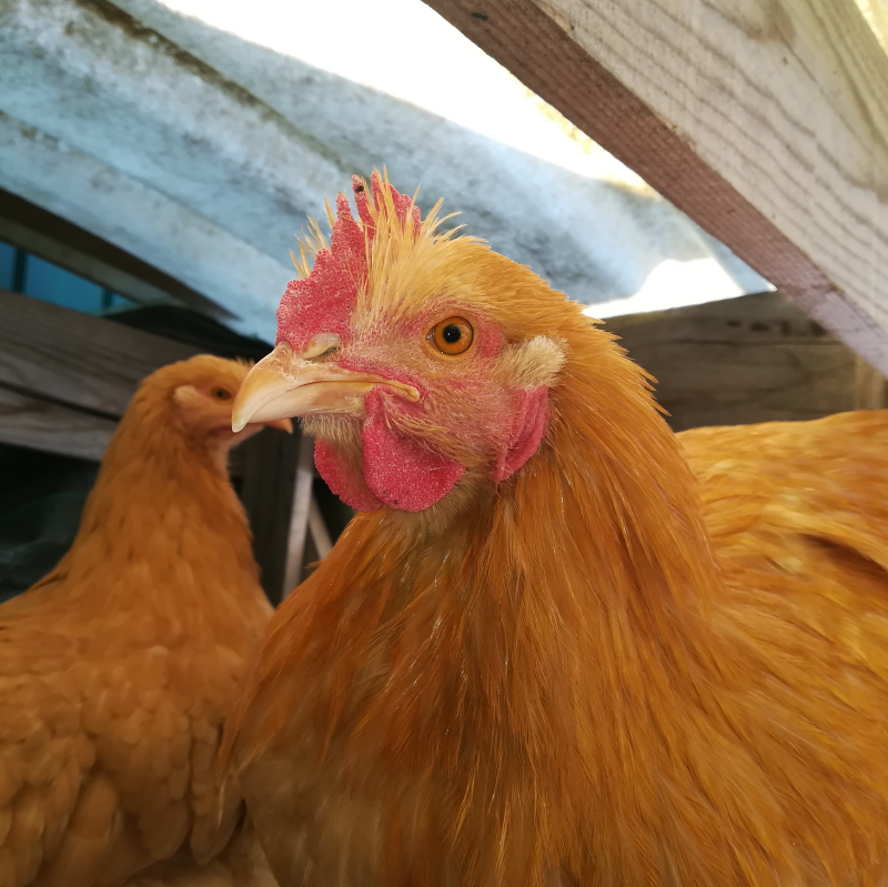 Chickens | Guide | Omlet Australia