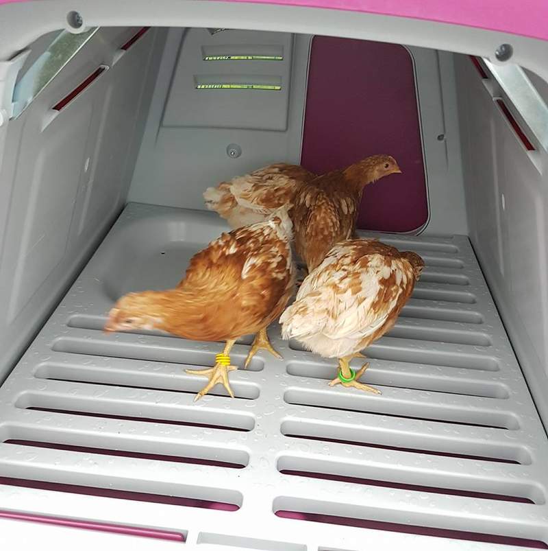 Eglu Go UP Mobile Chicken Coops Australia | Omlet