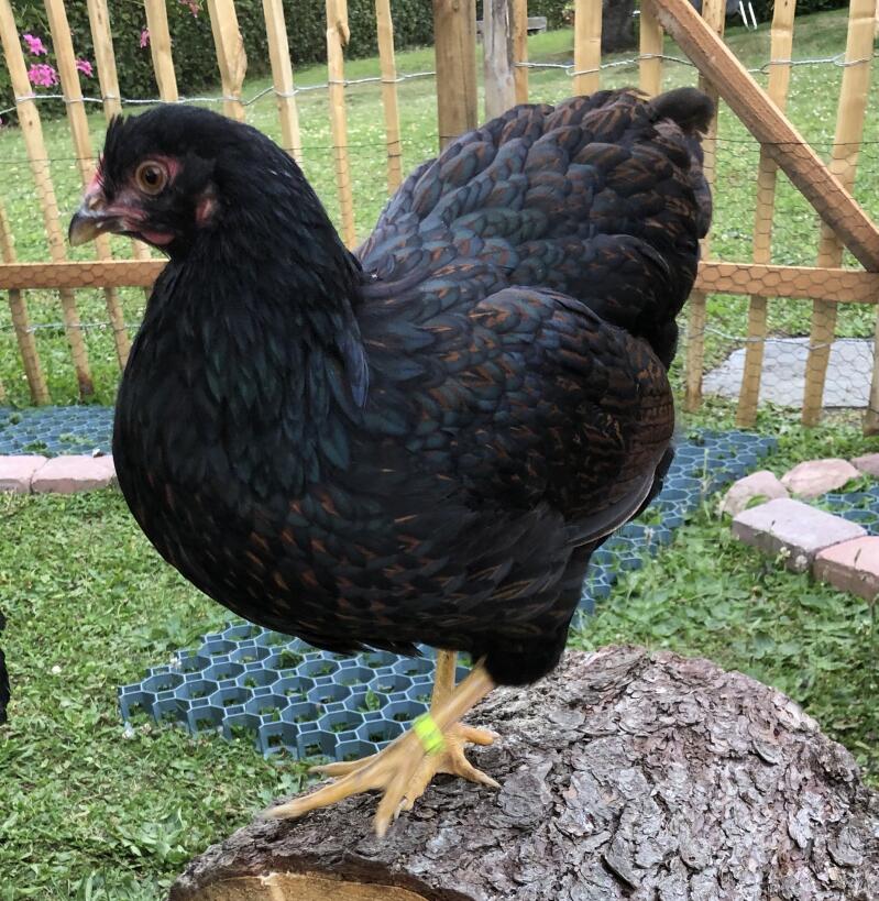 Barnevelder Chickens | Barnevelder For Sale