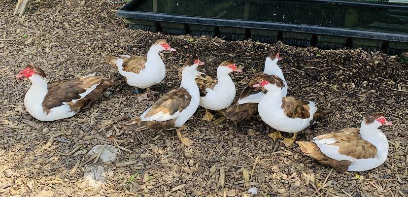 Muscovy | Ducks | Breed Information | Omlet