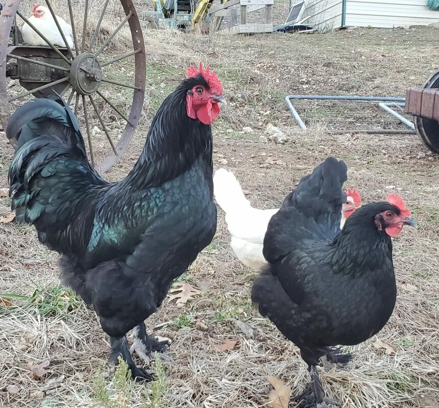 Croad Langshan For Sale | Chickens | Breed Information | Omlet
