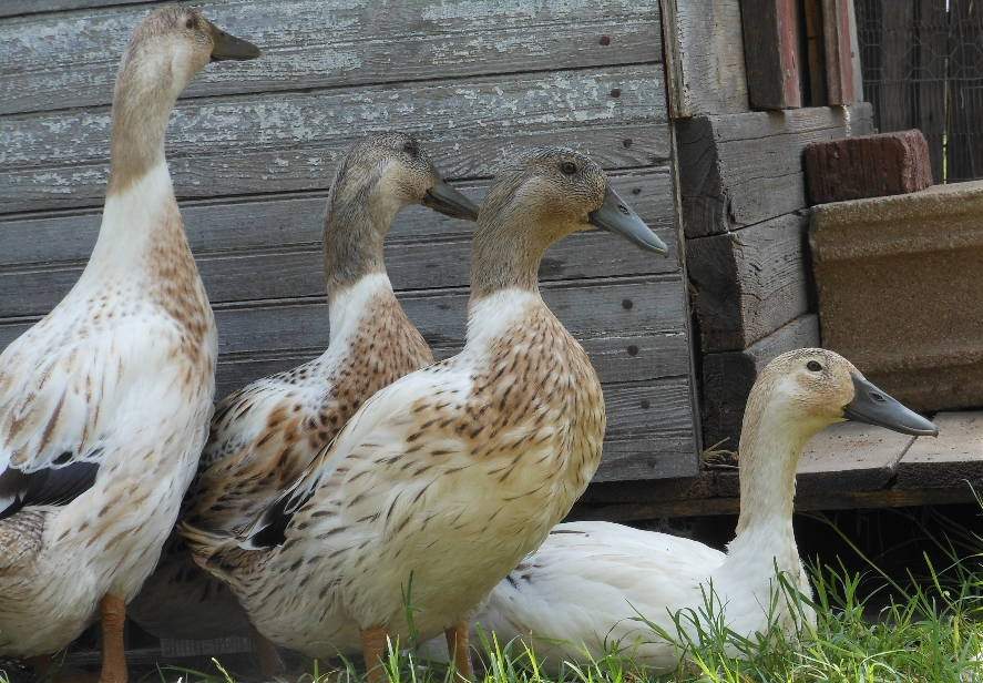 Welsh Harlequin | Ducks | Breed Information | Omlet