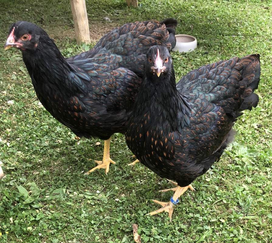 Barnevelder For Sale | Chickens | Breed Information | Omlet