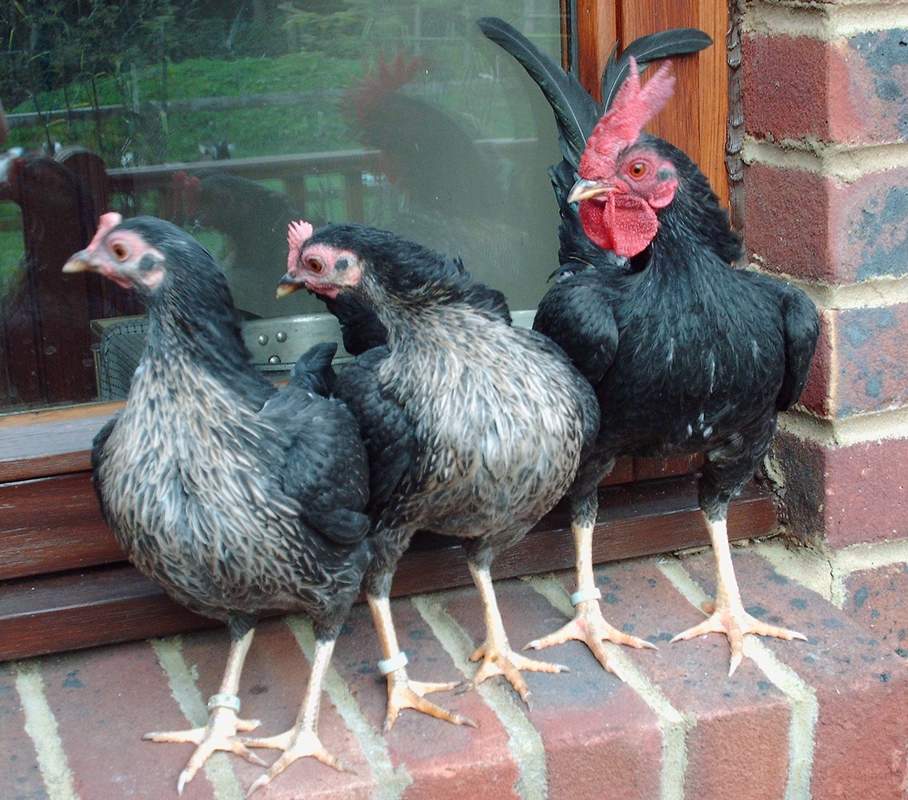 Old English Game For Sale | Chickens | Breed Information | Omlet