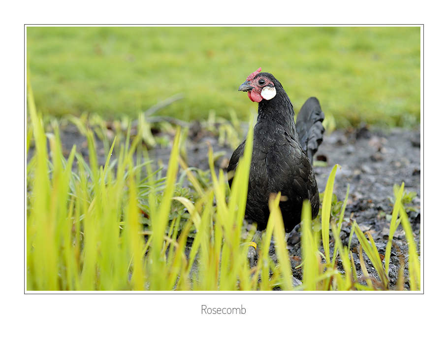 Rosecomb Bantam For Sale | Chickens | Breed Information | Omlet