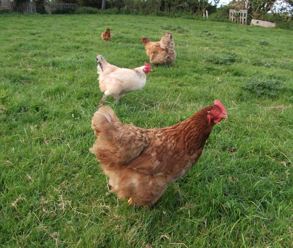 Hybrid For Sale | Chickens | Breed Information | Omlet