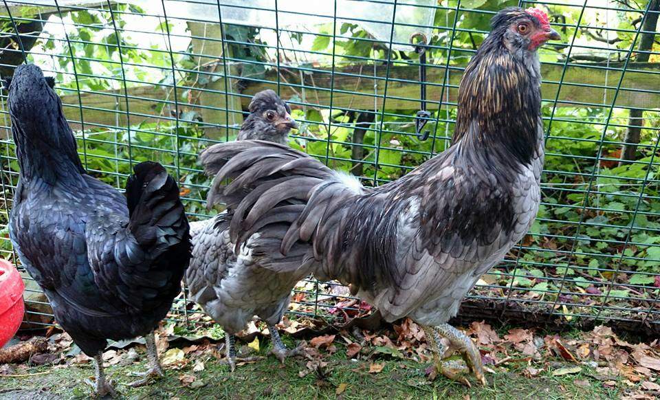Araucana For Sale | Chickens | Breed Information | Omlet