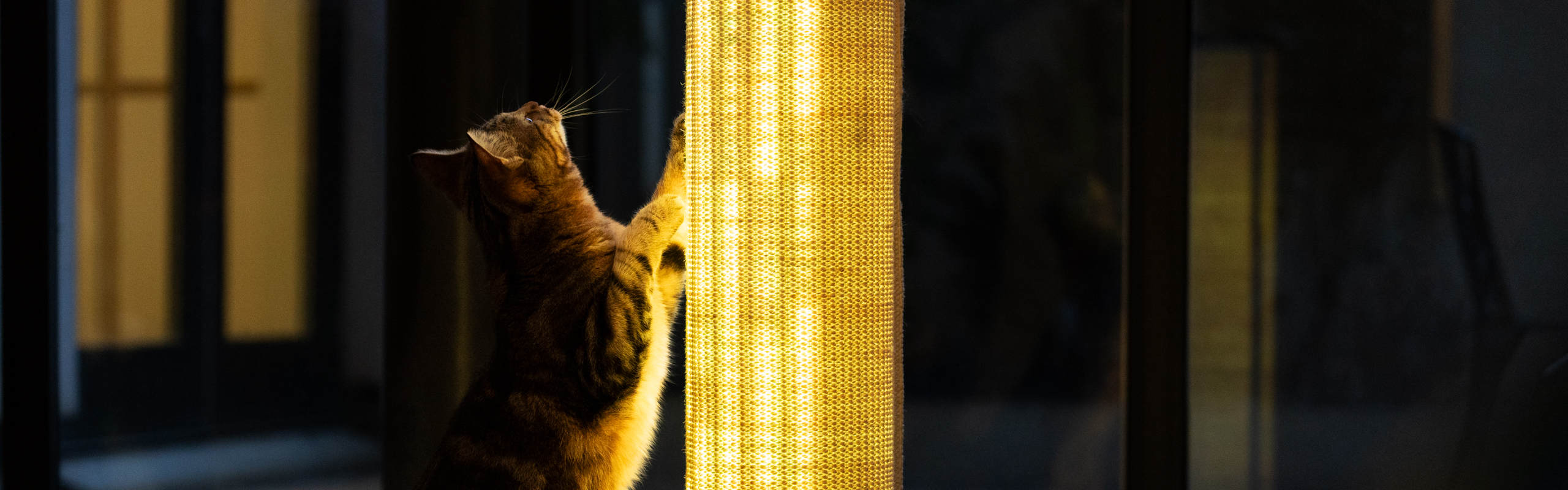 Cat Scratching Posts | Omlet