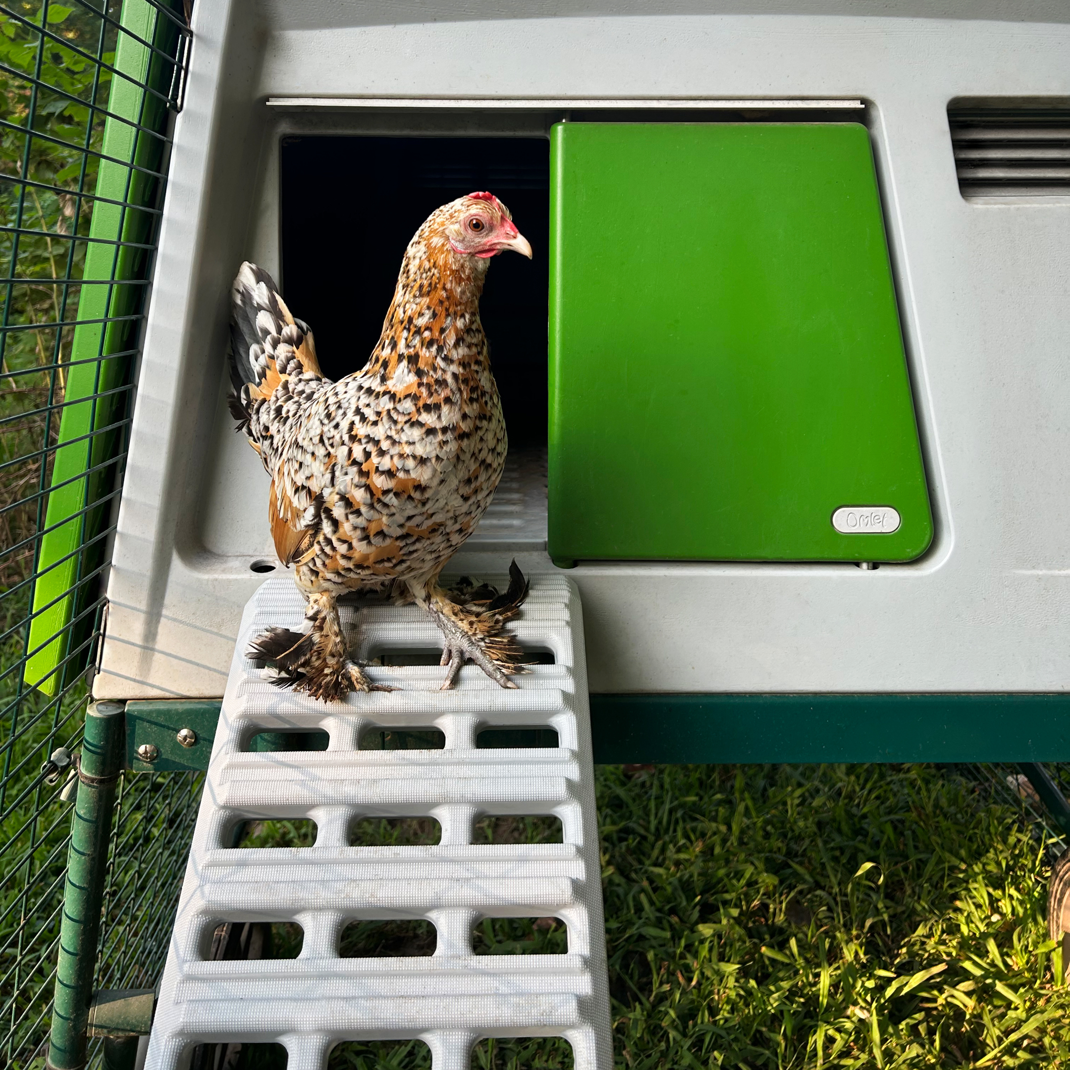Ultimate Ladder for Eglu Cube Chicken Coop | Omlet