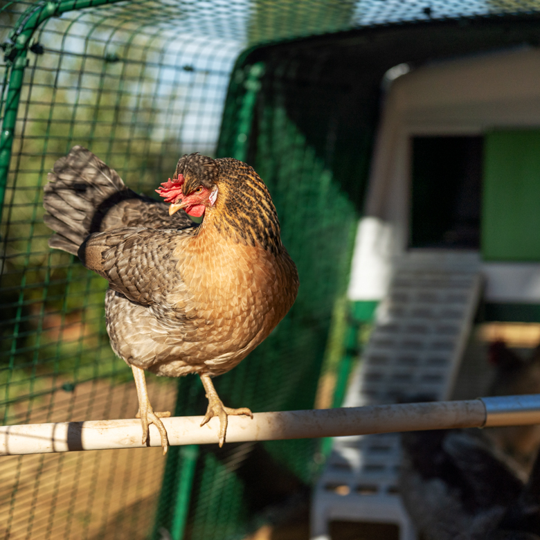 Omlet Chicken Perch - 2 metres | Omlet
