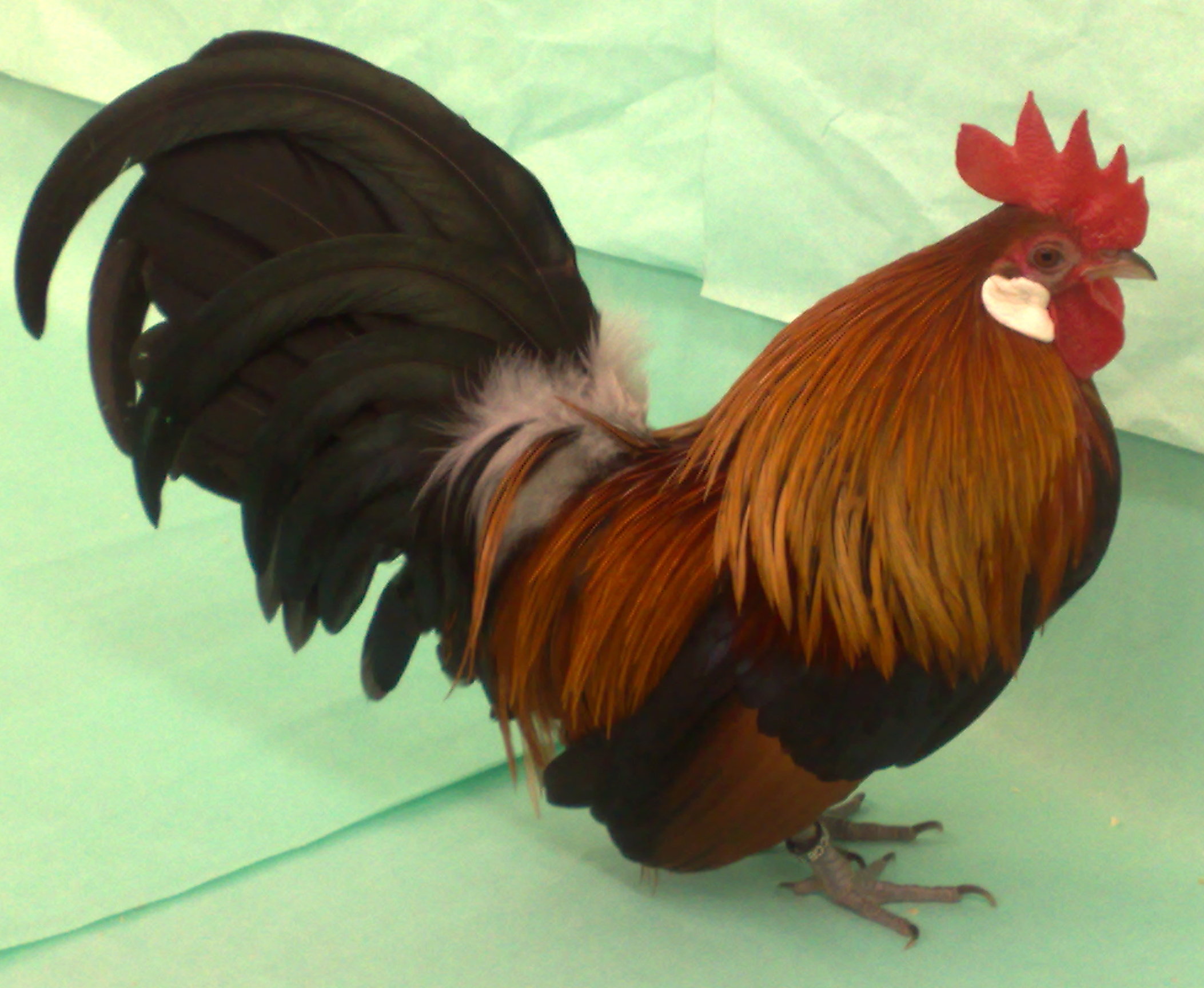 Rosecomb Bantam For Sale | Chickens | Breed Information | Omlet