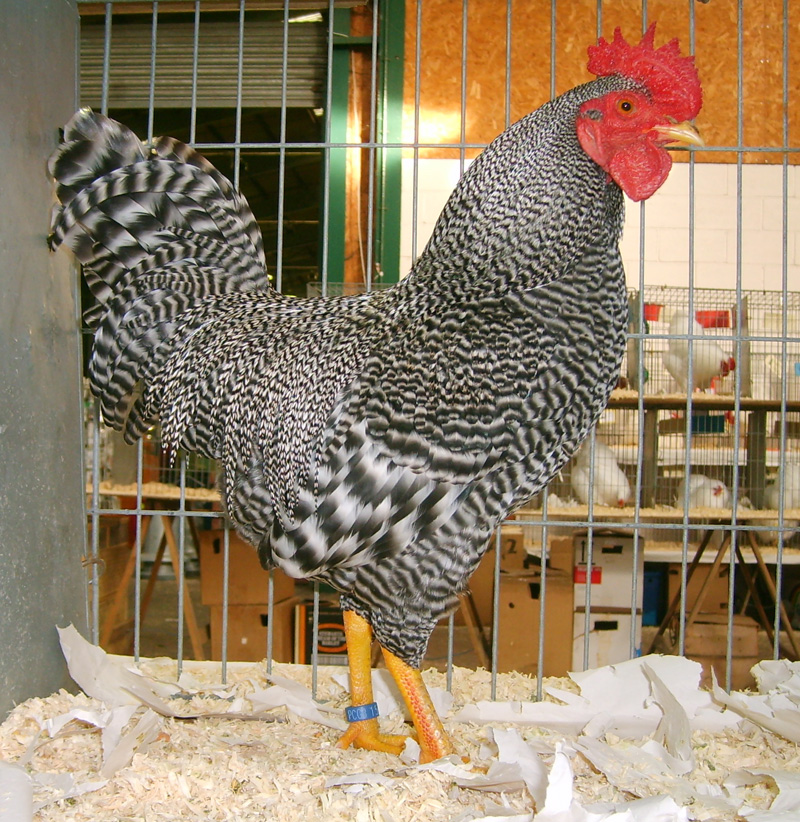 Scots Grey For Sale | Chickens | Breed Information | Omlet