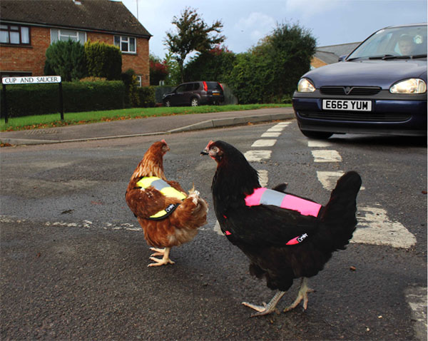 Yellow High-Vis Chicken Jacket | Omlet