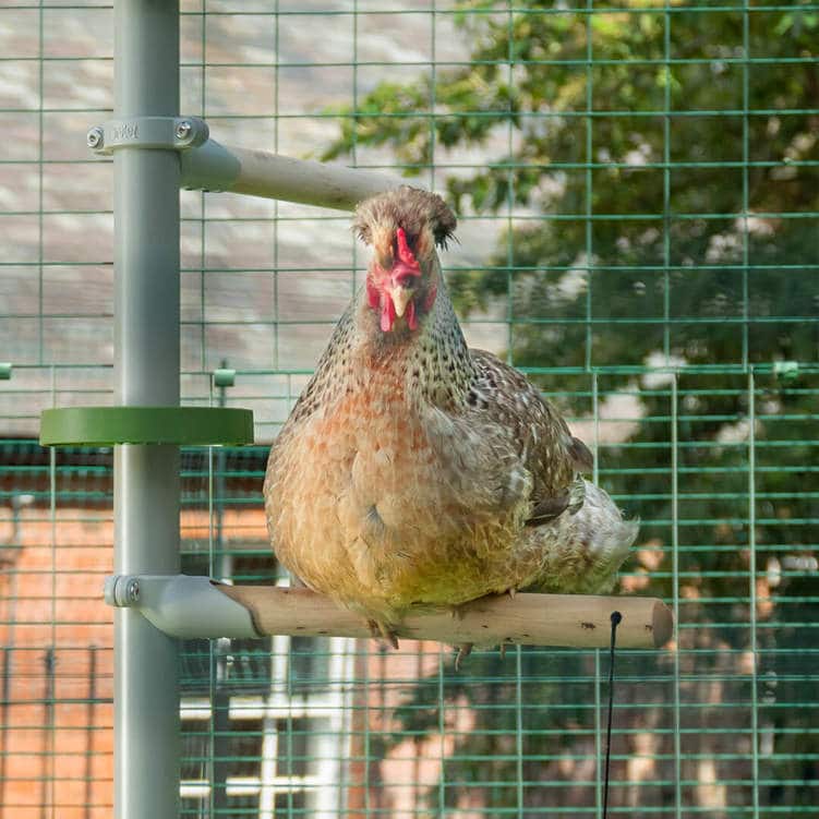 PoleTree Chicken Perch - The Eggonomical Kit - 1.70 - 2.15m | Omlet