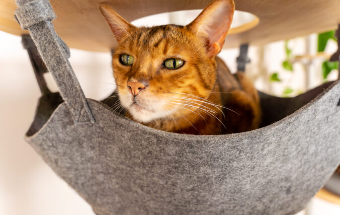 Freestyle Floor to Ceiling Cat Tree - Customisable Cat Tower | Omlet