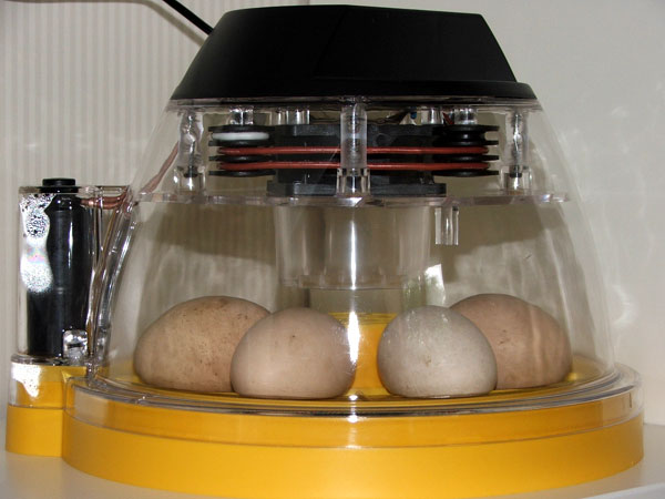 How to setup your incubator | Incubation | Incubation | Guide