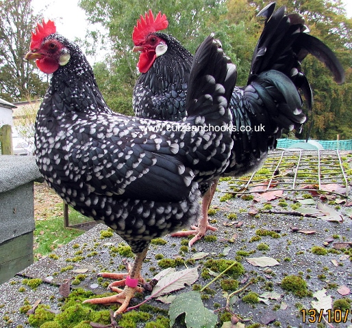 Ancona For Sale | Chickens | Breed Information | Omlet