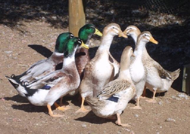 Appleyard | Ducks | Breed Information | Omlet