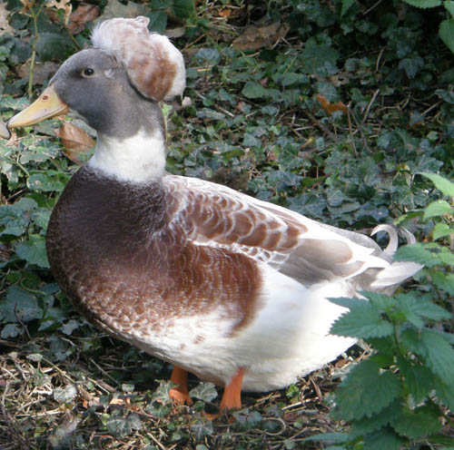Crested Ducks | Ducks | Breed Information | Omlet