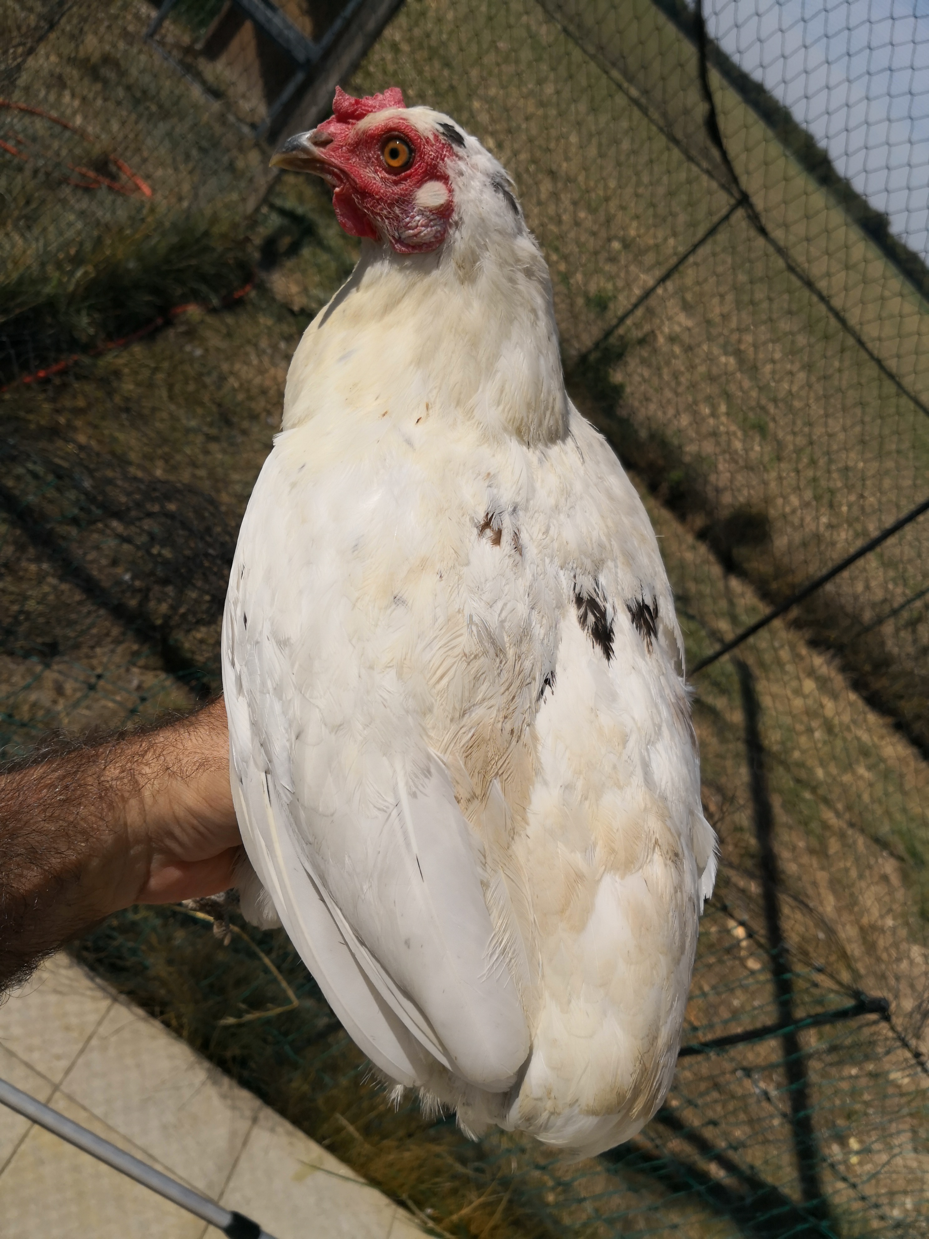 Araucana For Sale | Chickens | Breed Information | Omlet