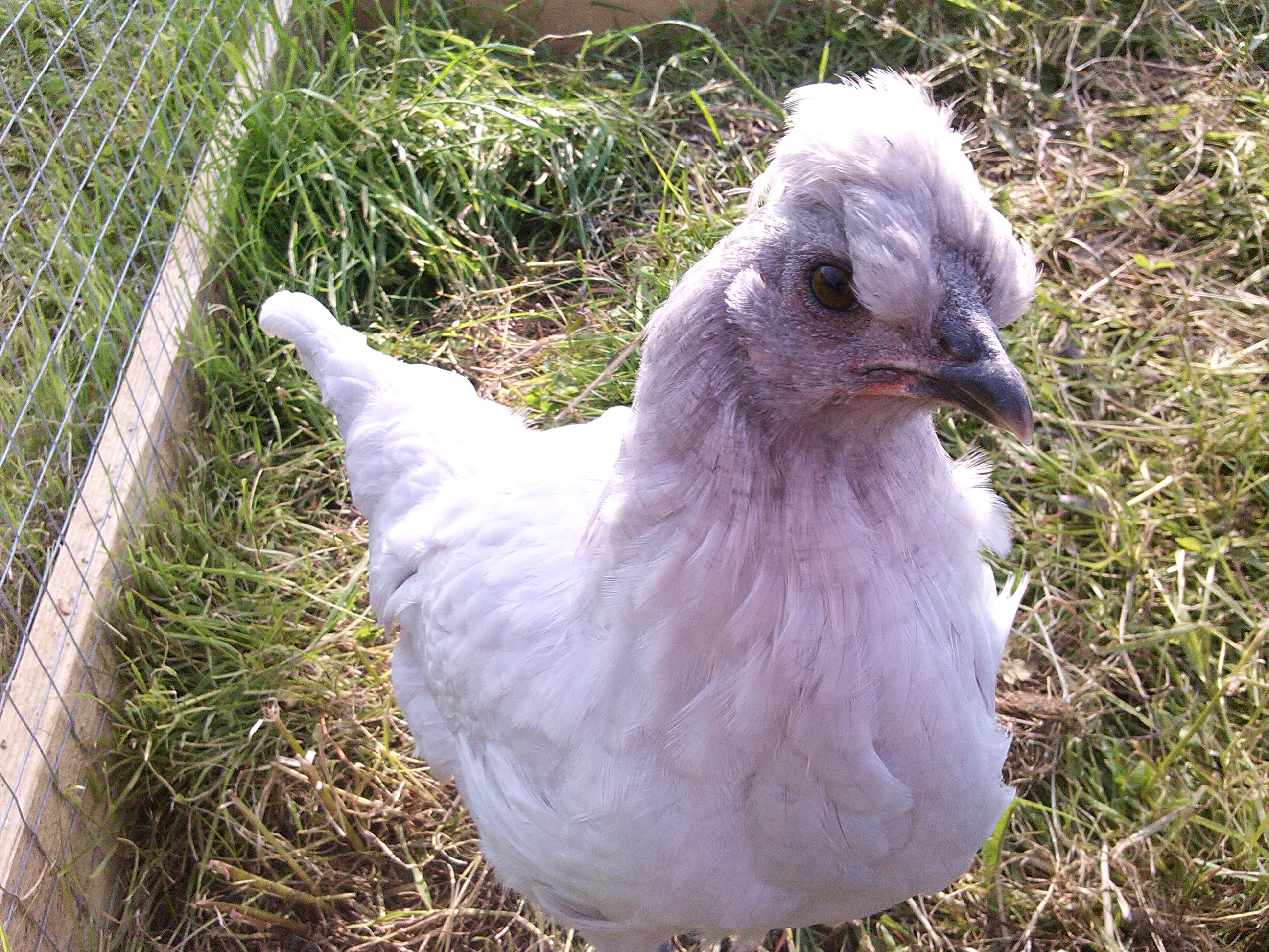 Araucana For Sale | Chickens | Breed Information | Omlet