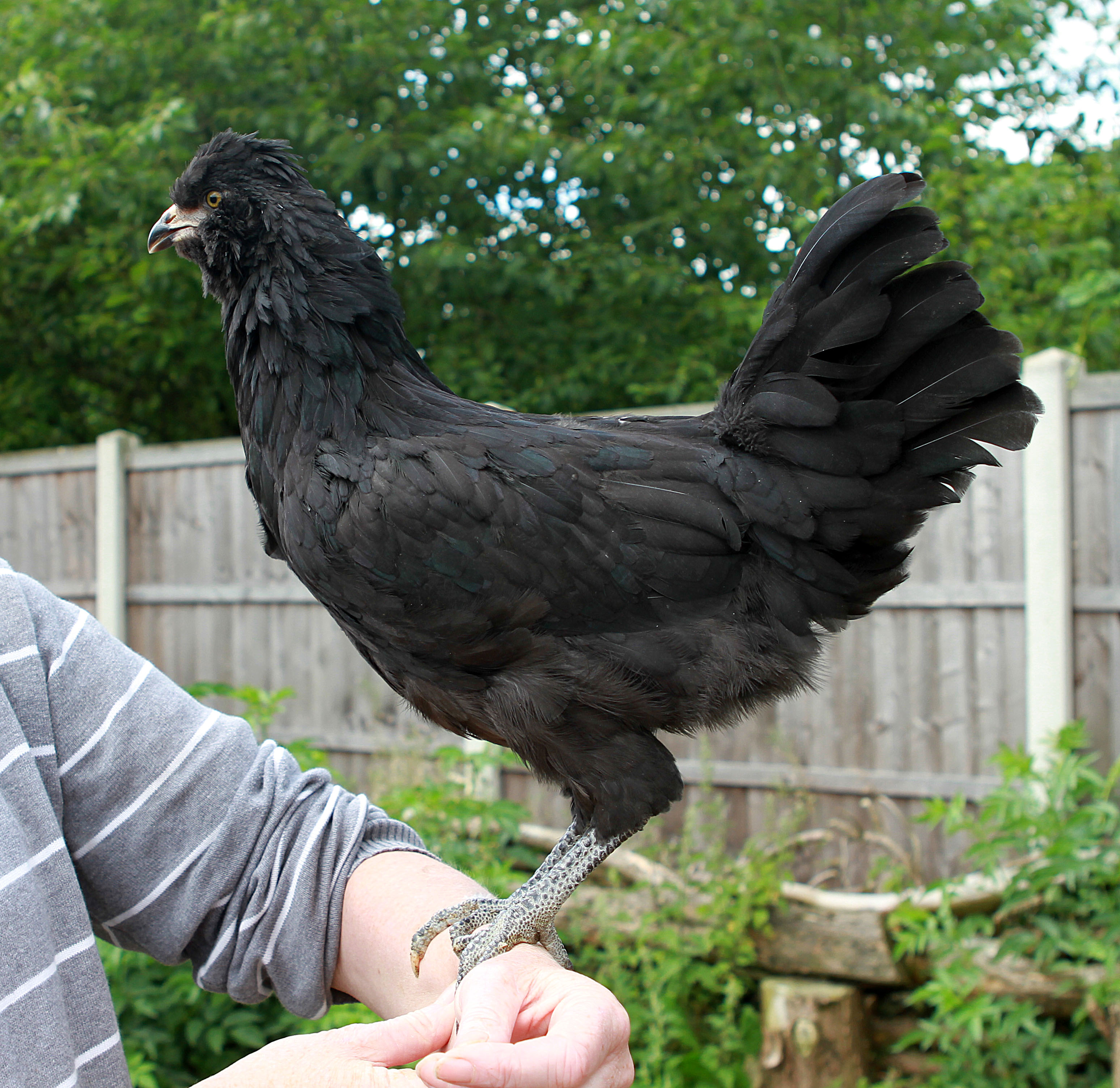 Araucana For Sale | Chickens | Breed Information | Omlet