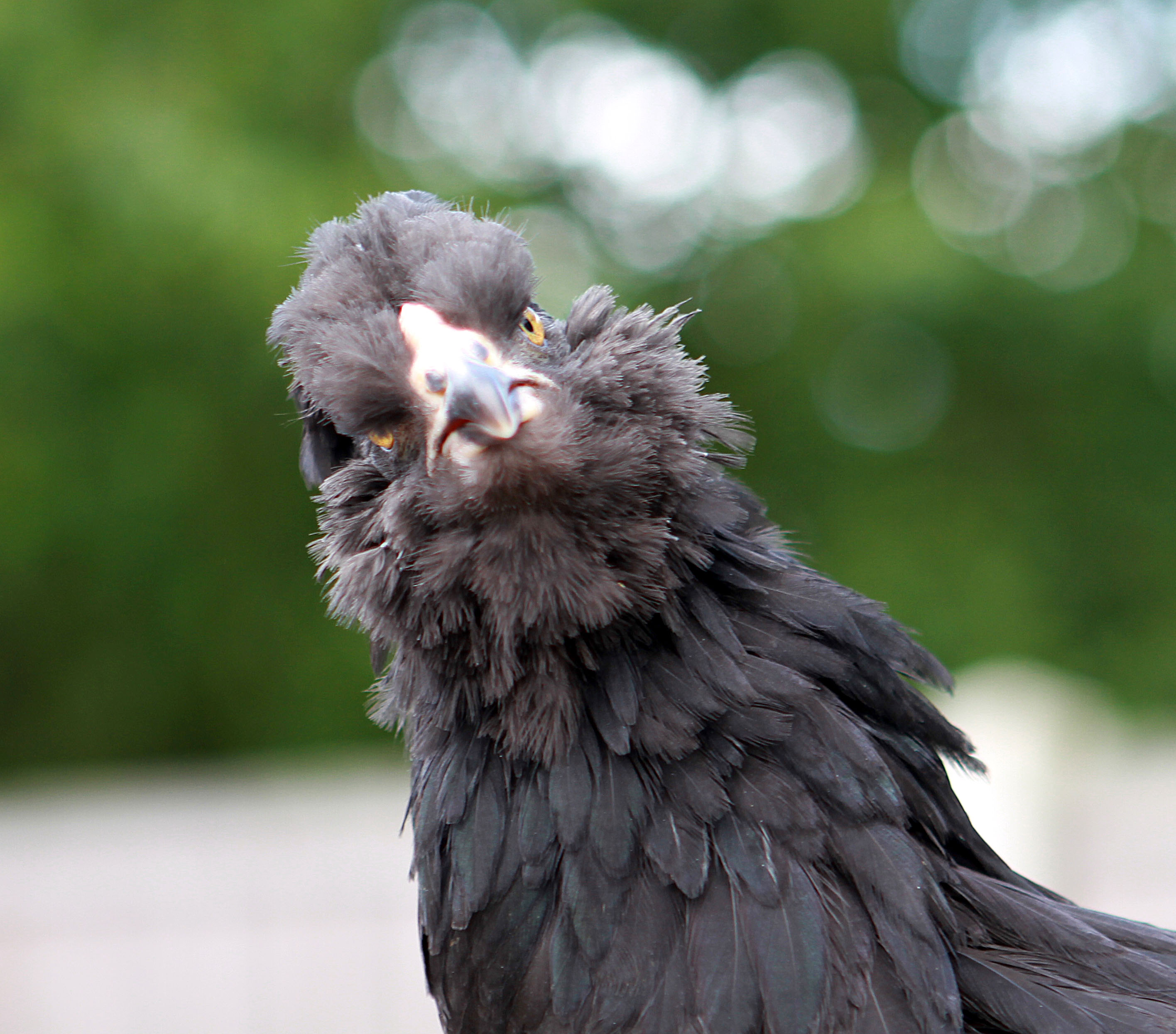 Araucana For Sale | Chickens | Breed Information | Omlet