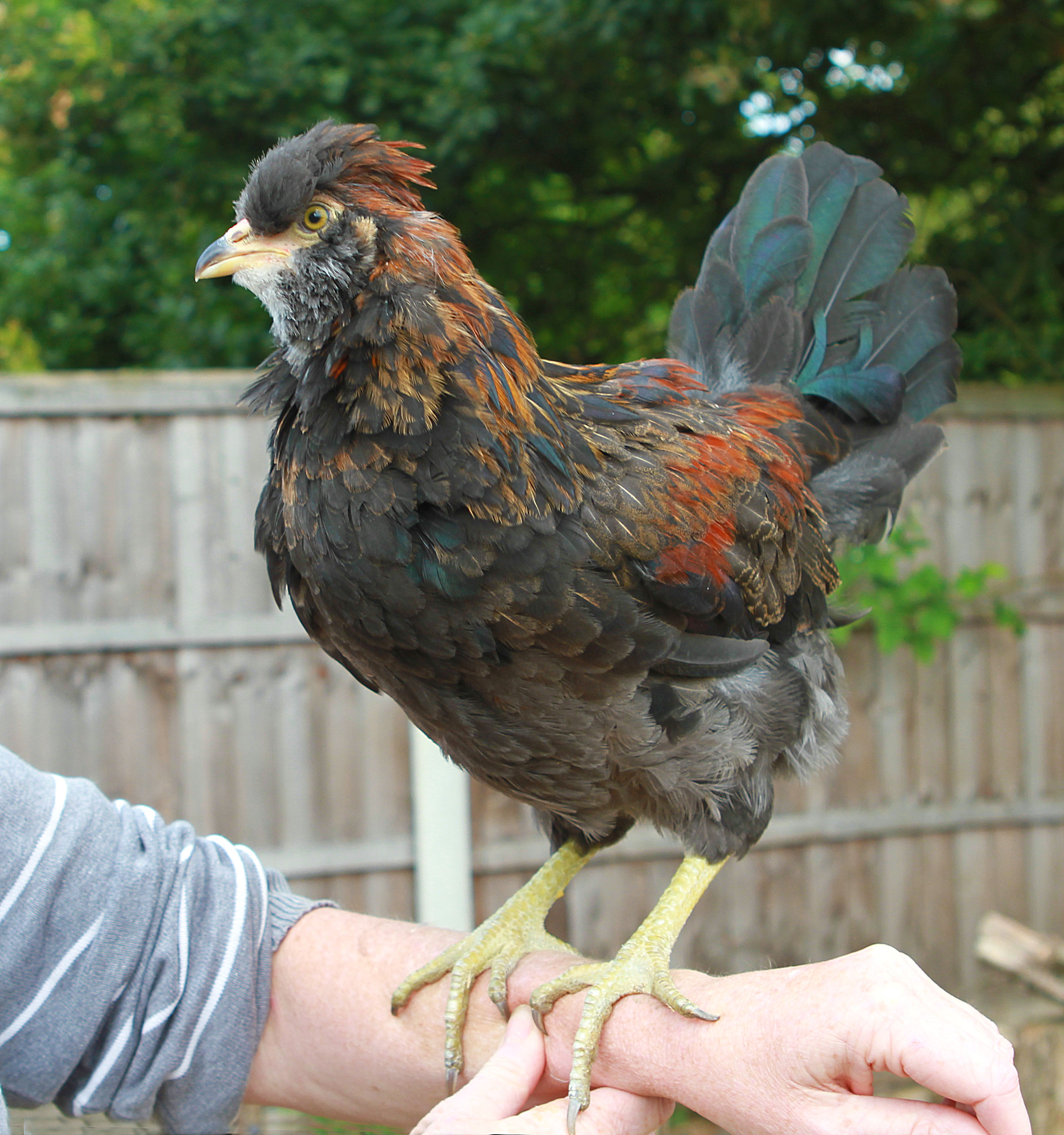 Araucana For Sale | Chickens | Breed Information | Omlet