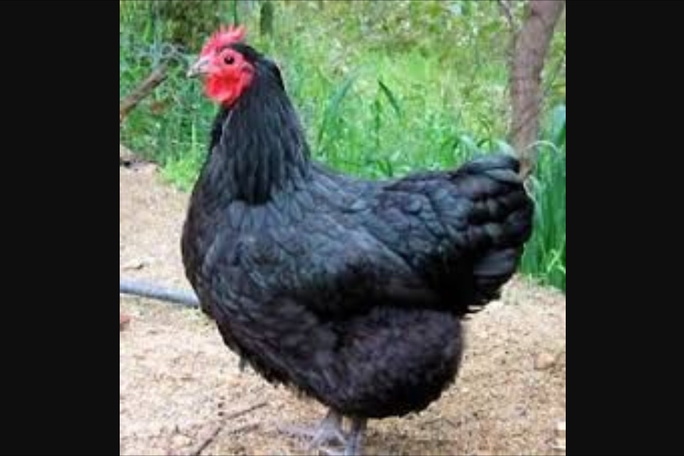 Australorps For Sale | Chickens | Breed Information | Omlet
