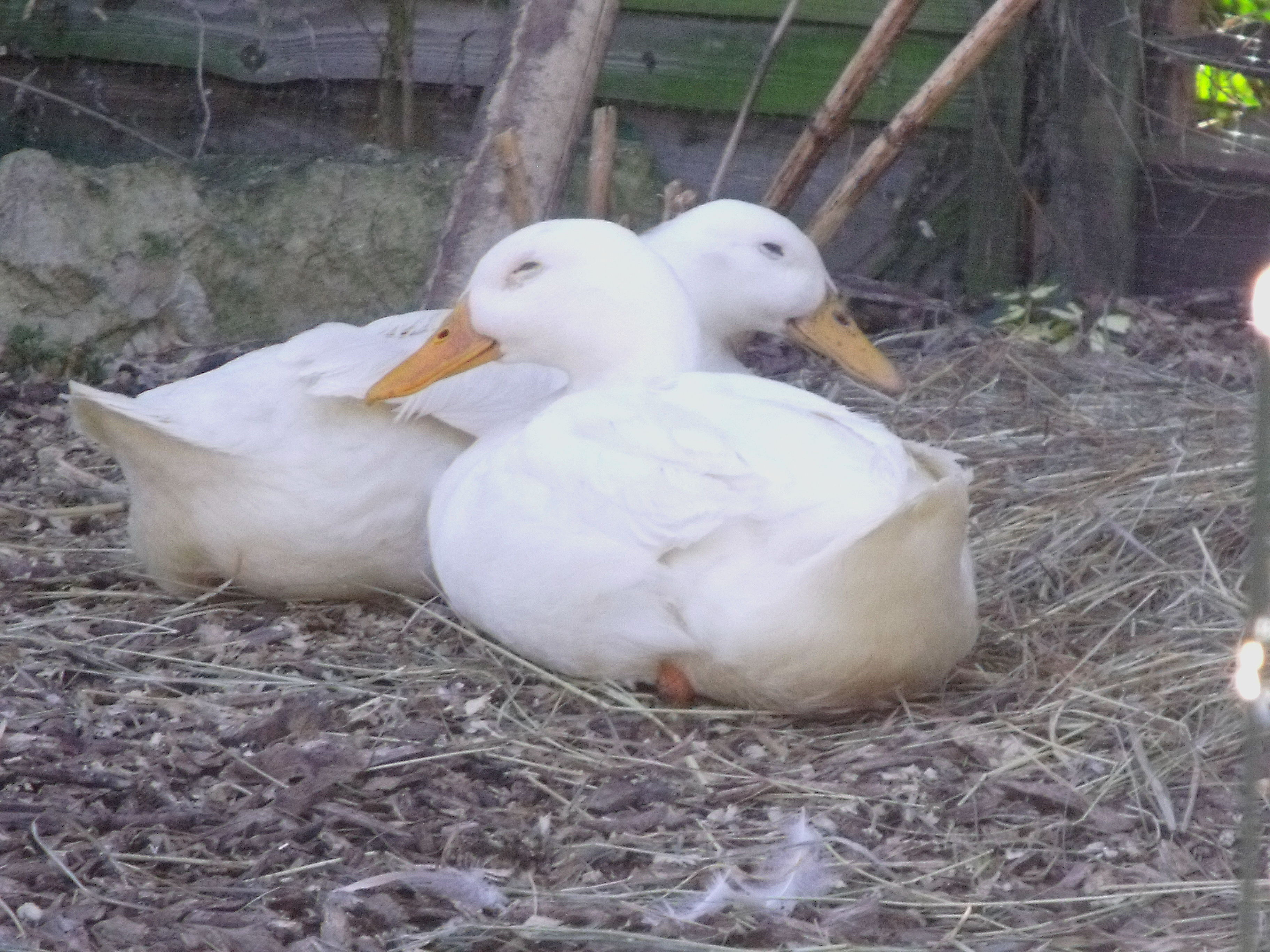 Aylesbury | Ducks | Breed Information | Omlet