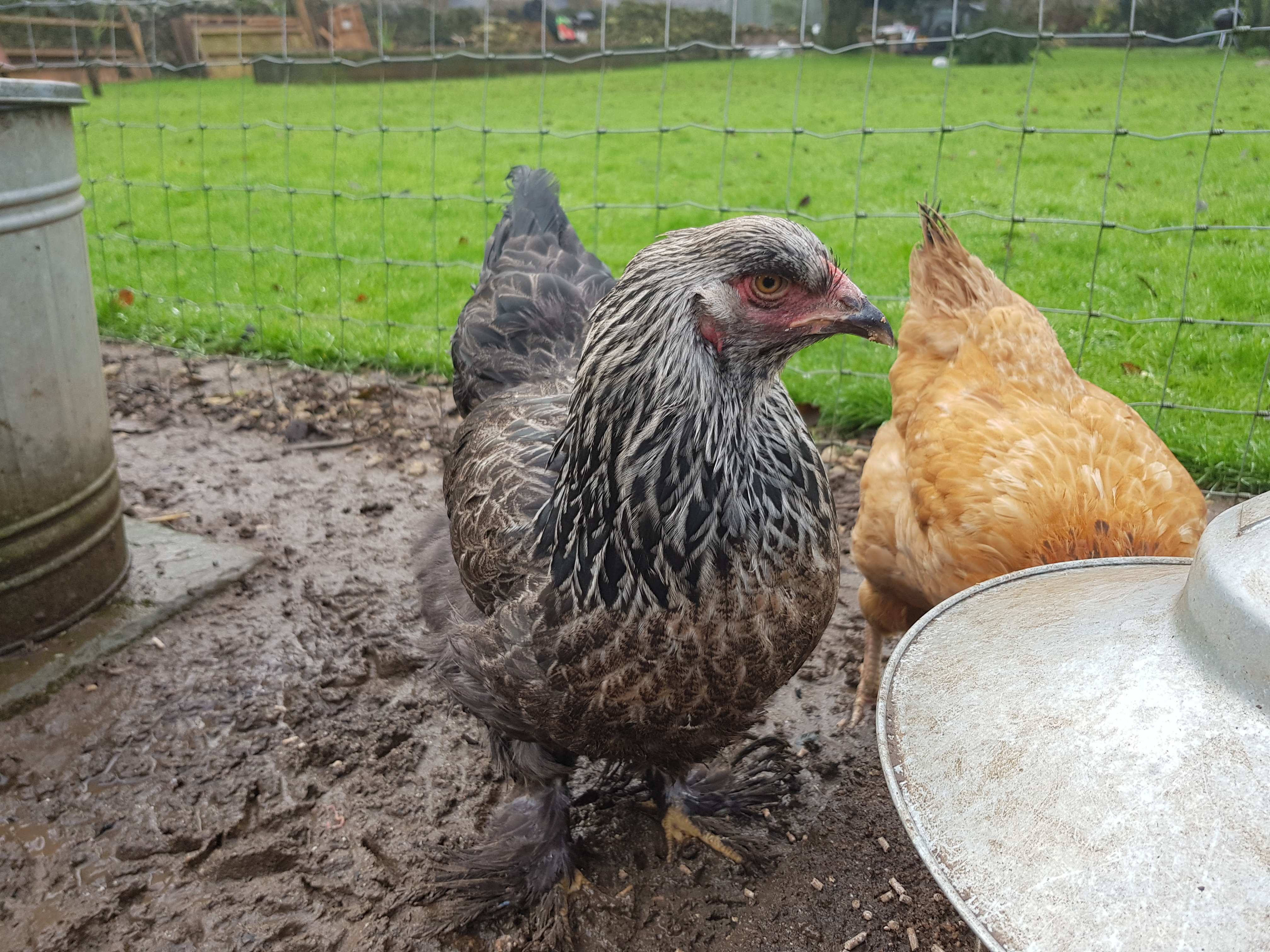 Brahma For Sale | Chickens | Breed Information | Omlet