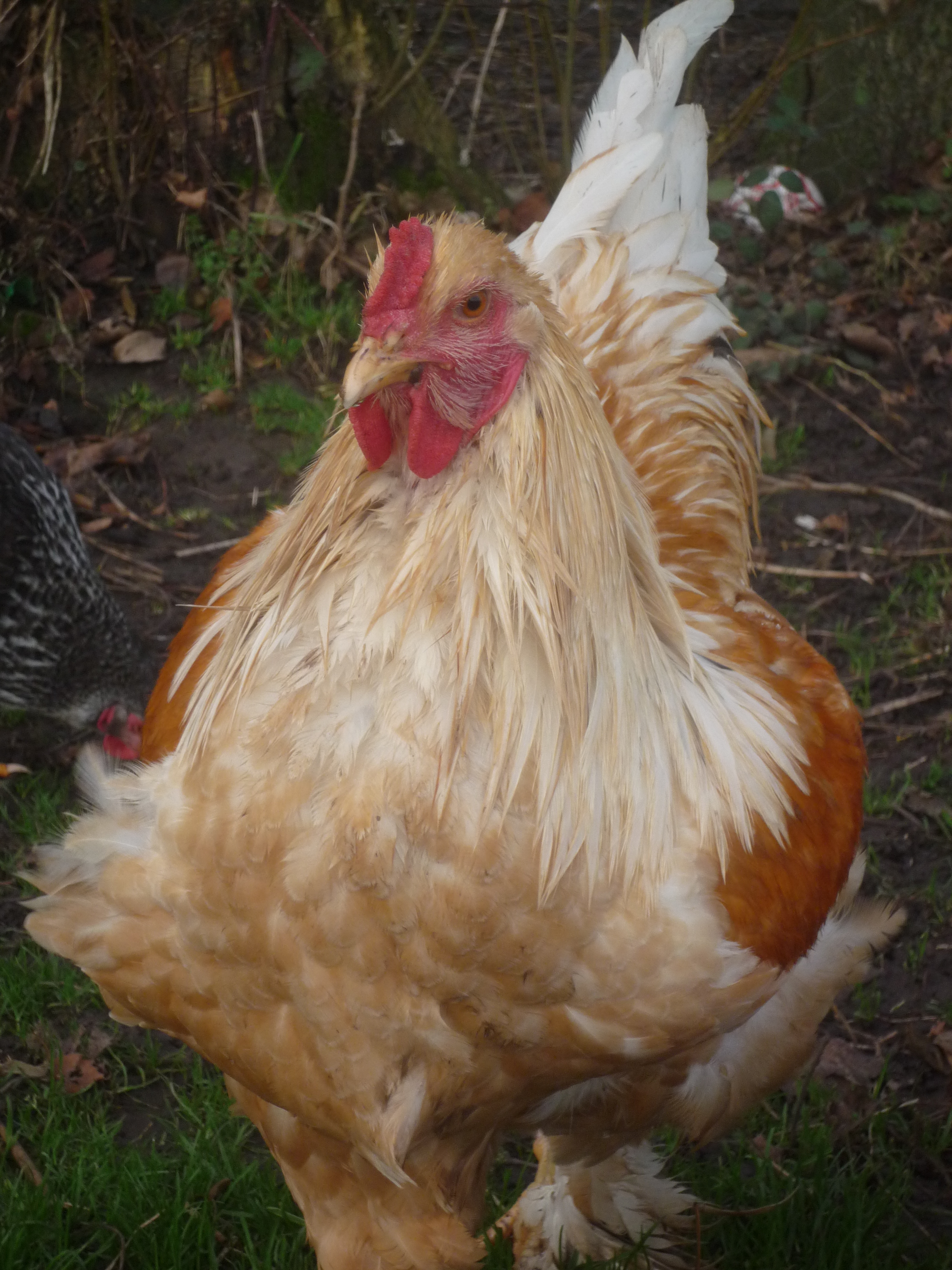 Brahma For Sale | Chickens | Breed Information | Omlet