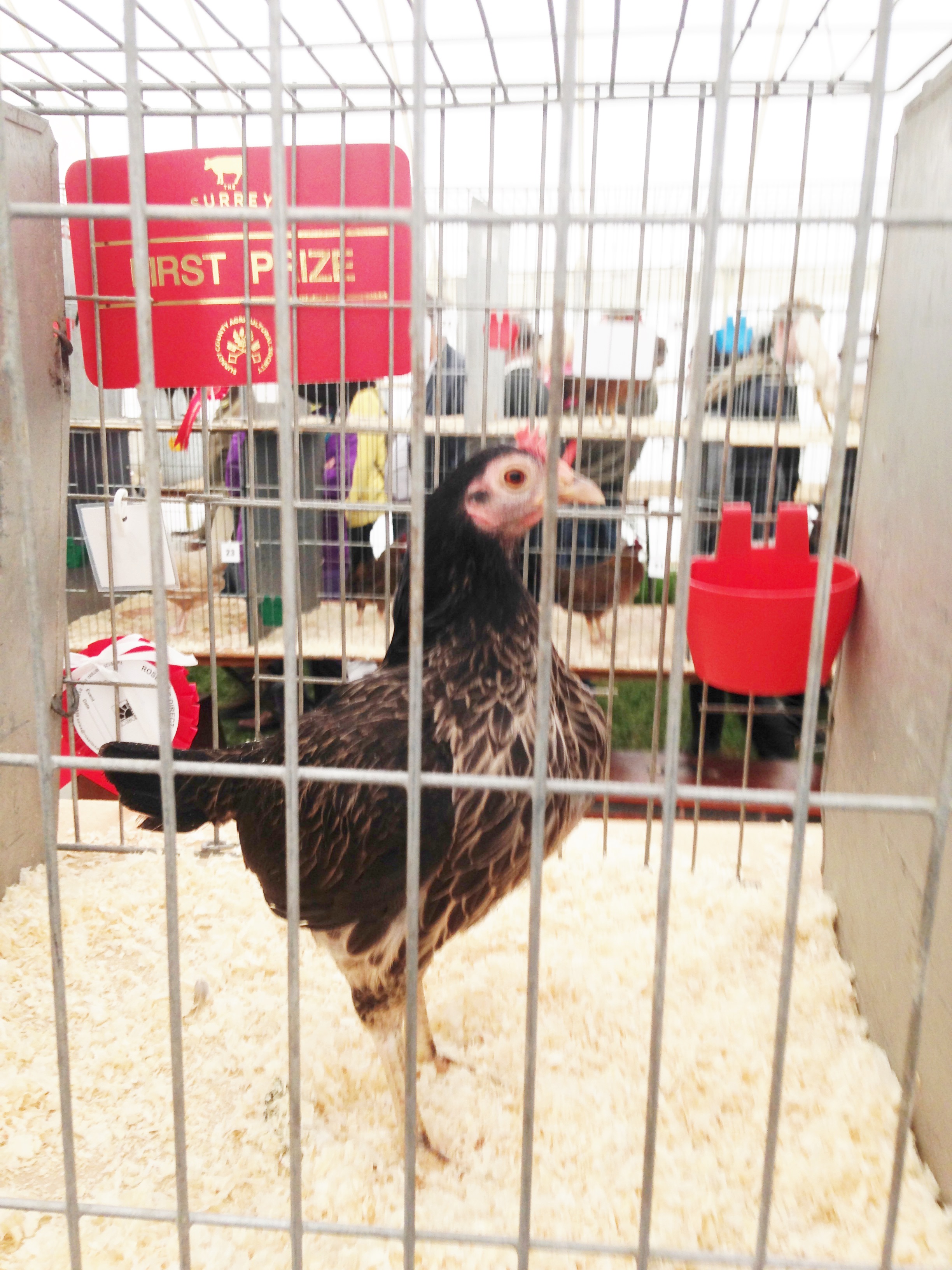 Show Chickens | Chickens | Guide | Omlet Australia