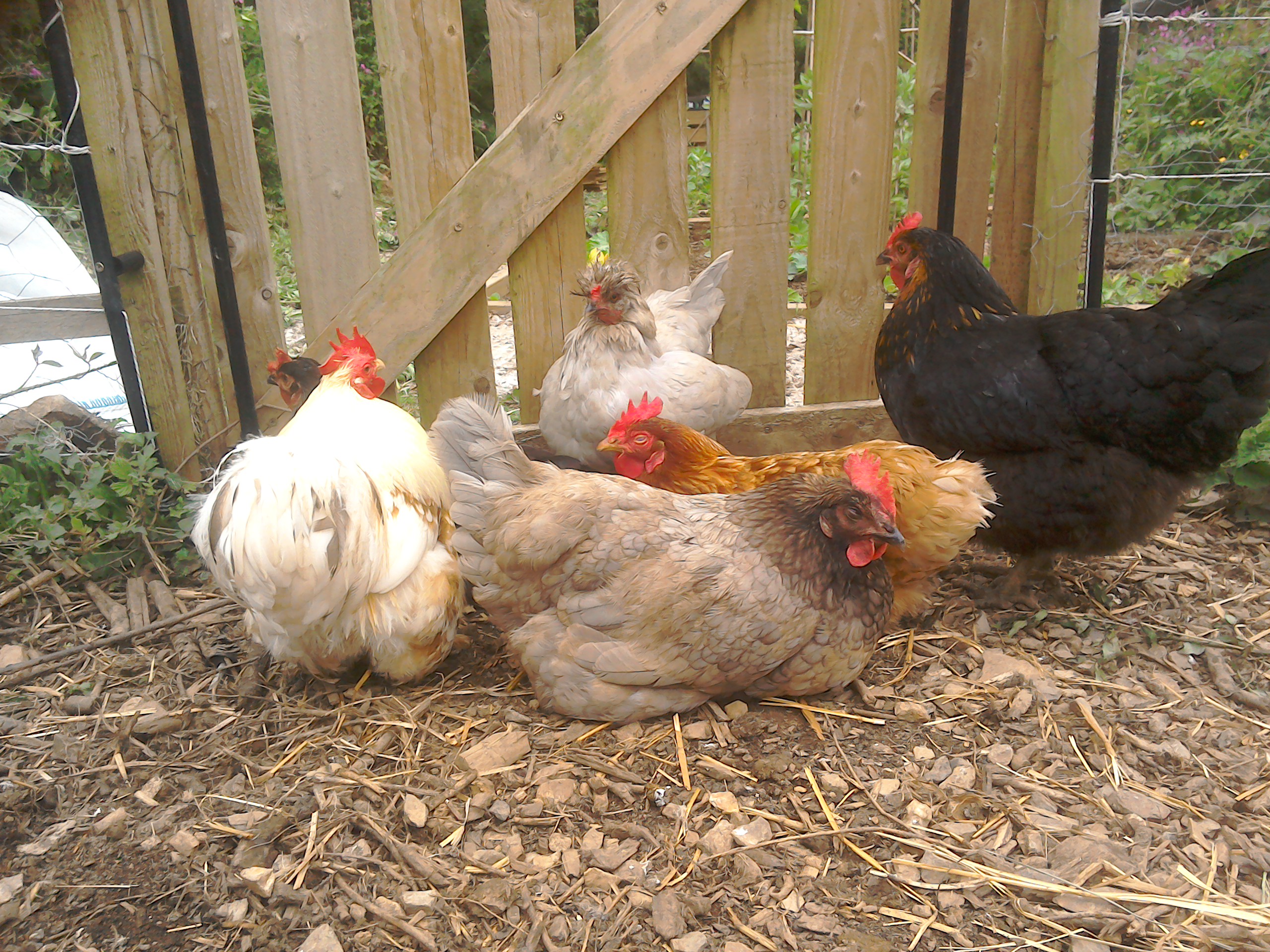 Chickens | Guide | Omlet Australia