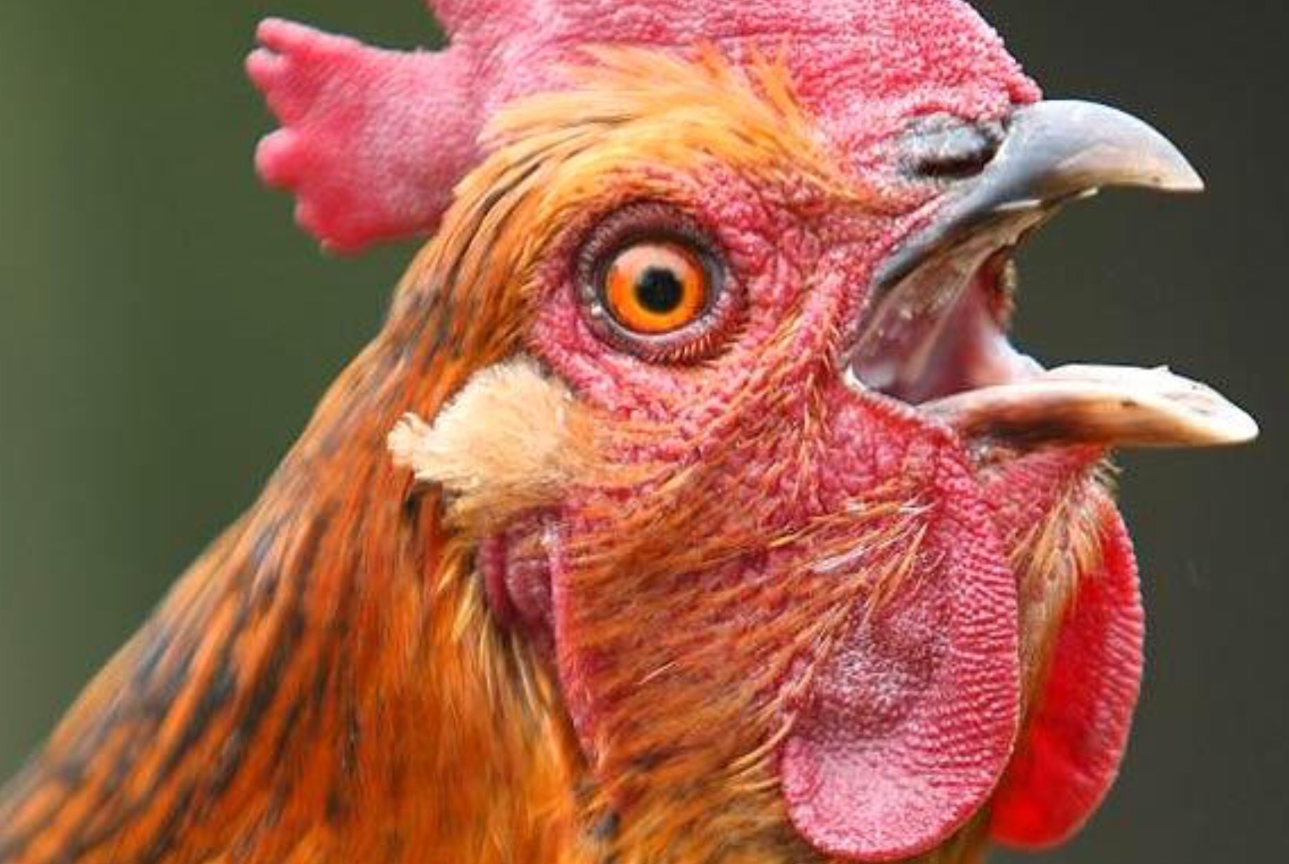 Chickens | Guide | Omlet Australia