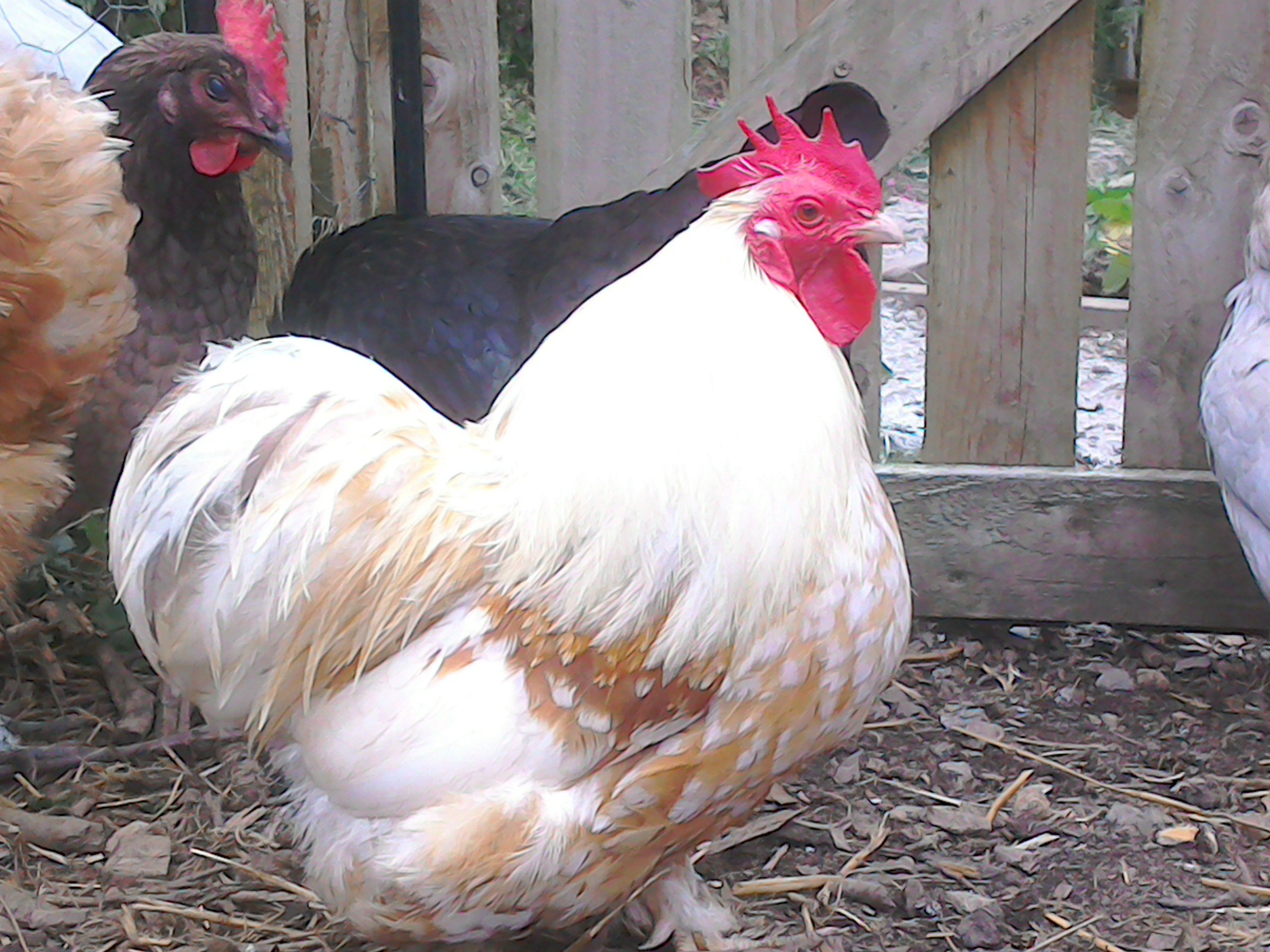 Chickens | Guide | Omlet Australia