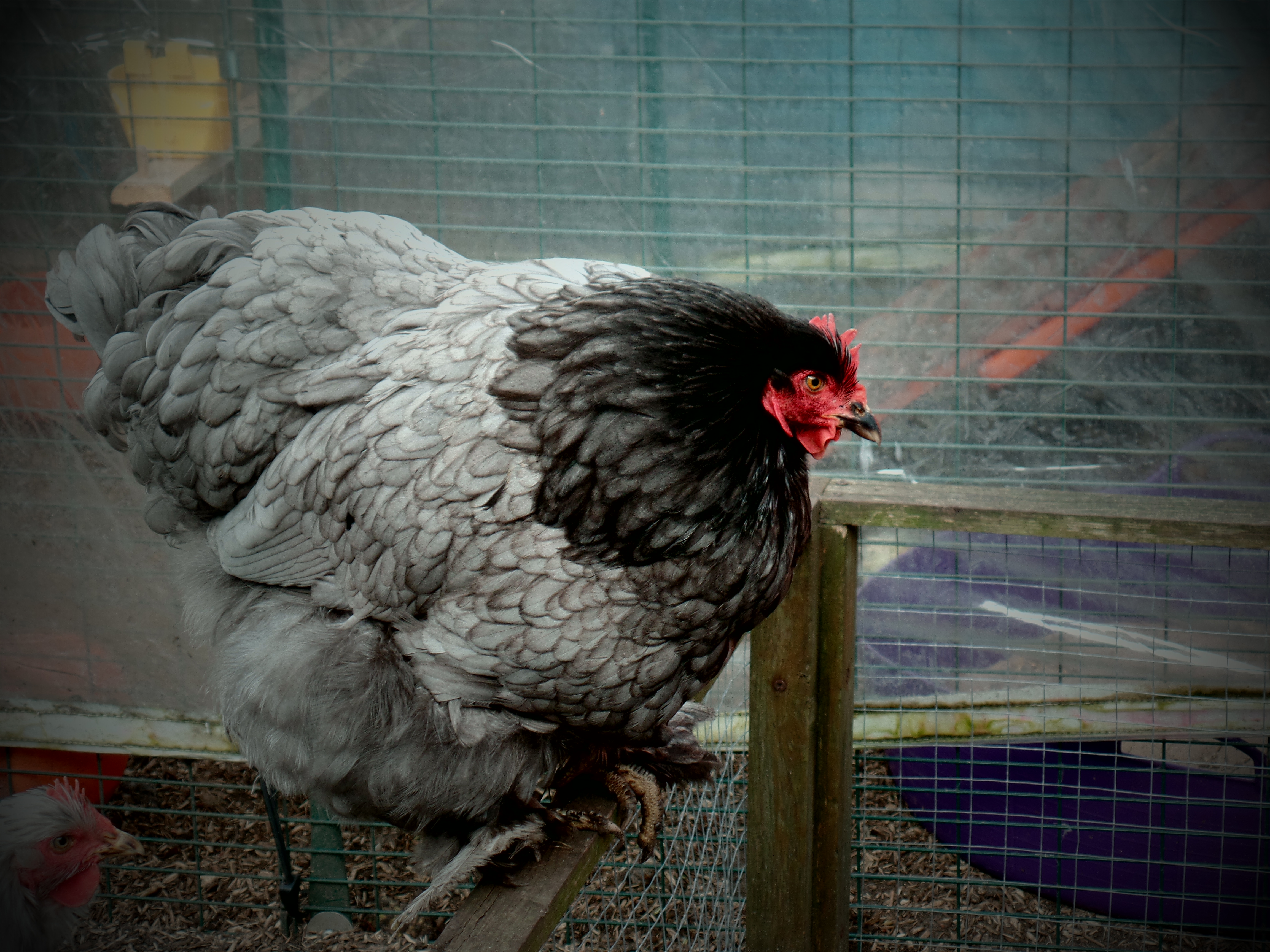 Cochin For Sale | Chickens | Breed Information | Omlet