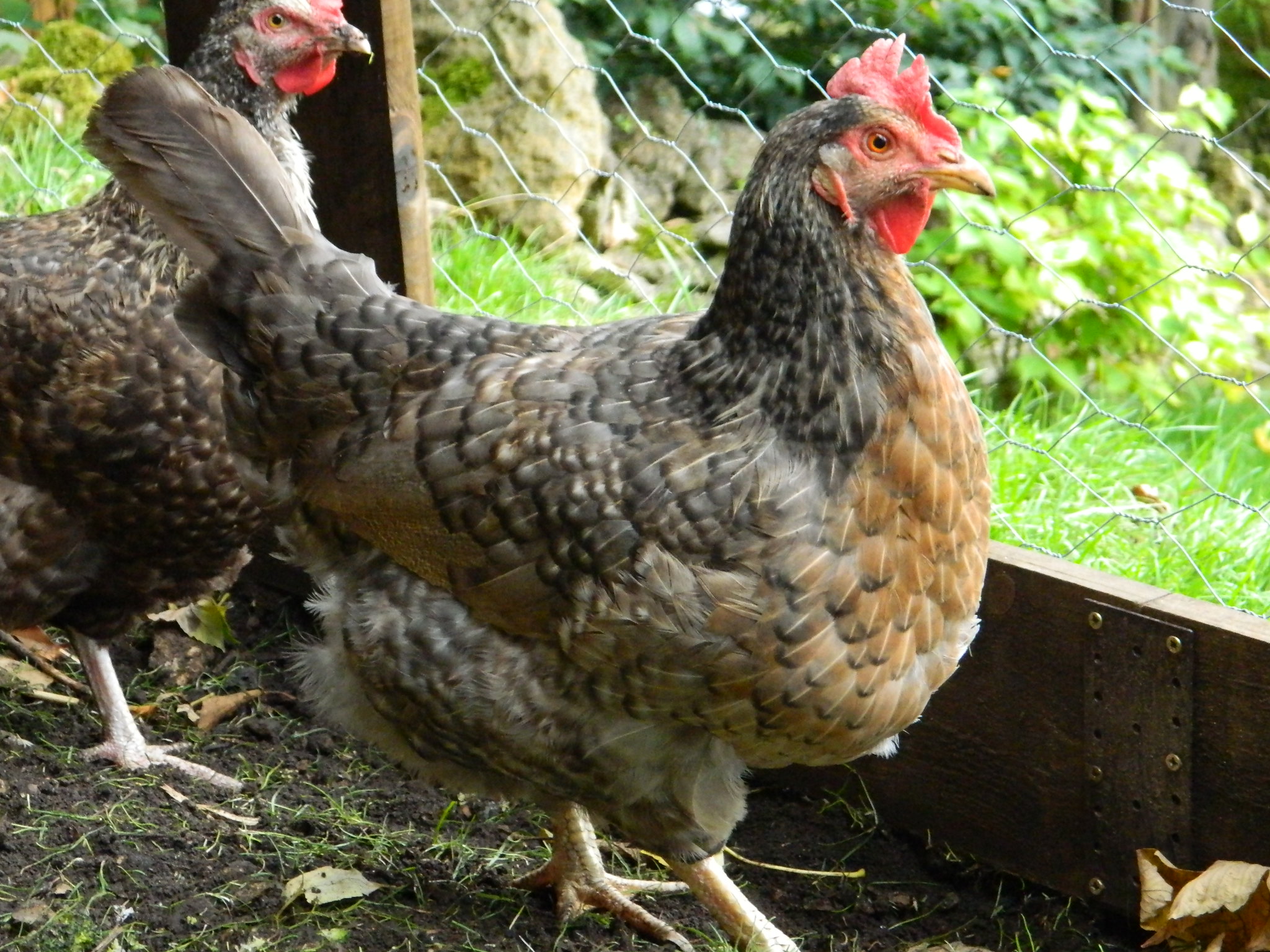Cream Legbar For Sale | Chickens | Breed Information | Omlet