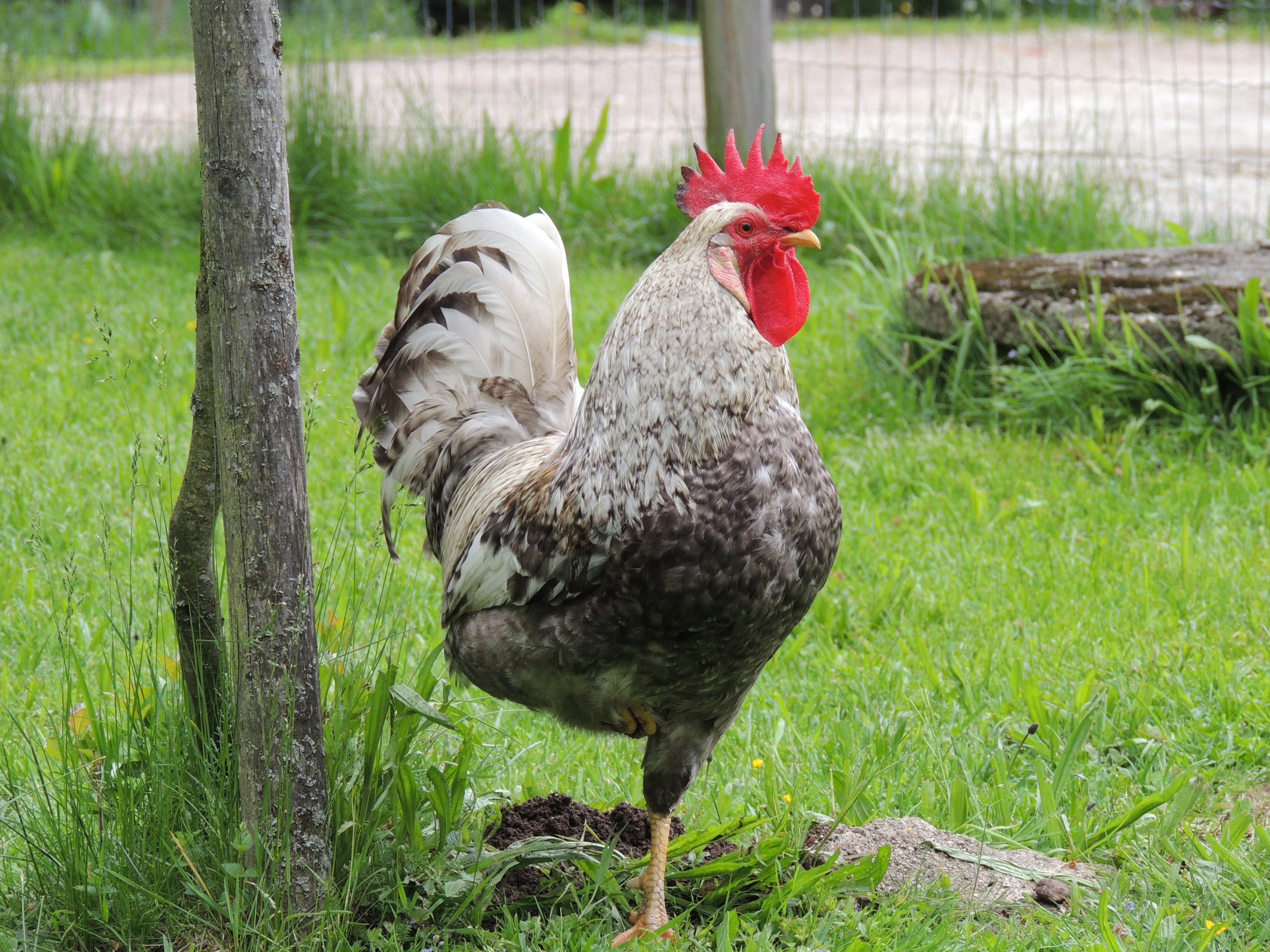Cream Legbar For Sale | Chickens | Breed Information | Omlet