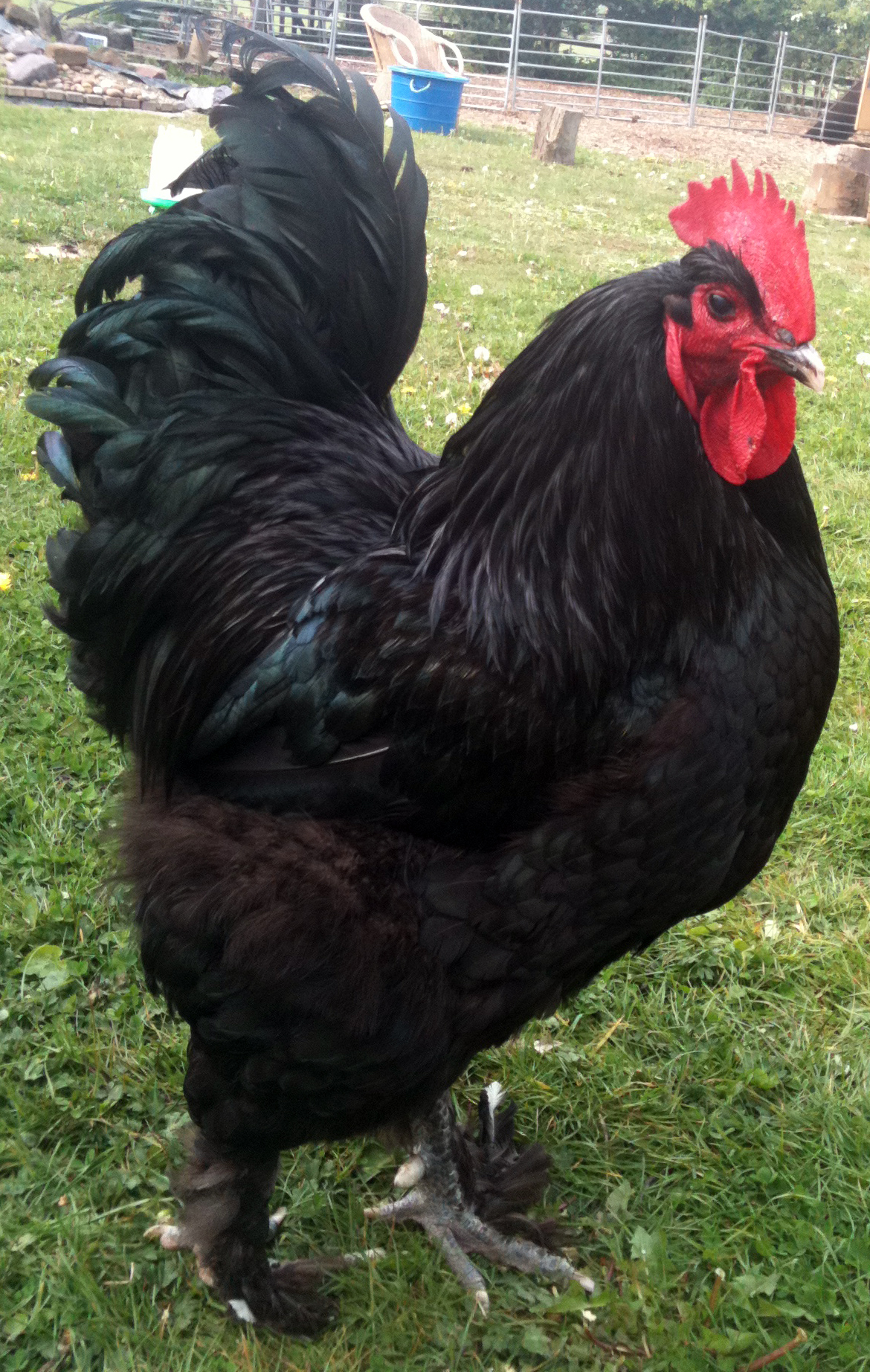 Croad Langshan For Sale | Chickens | Breed Information | Omlet