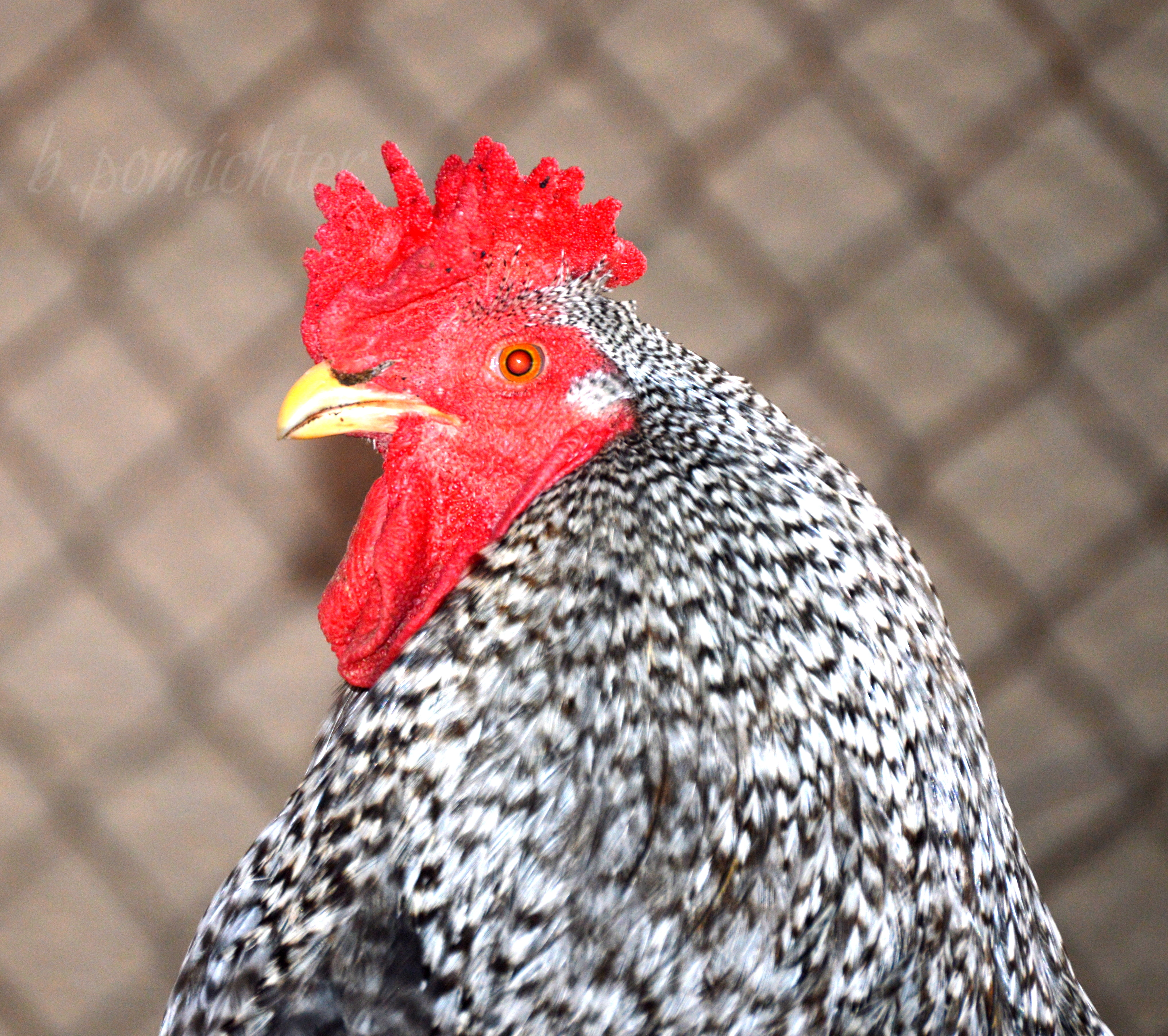 Dominique For Sale | Chickens | Breed Information | Omlet