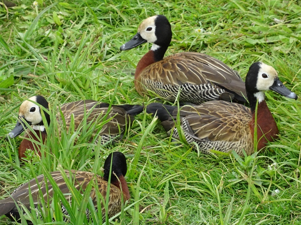 Ducks | Guide | Omlet Australia