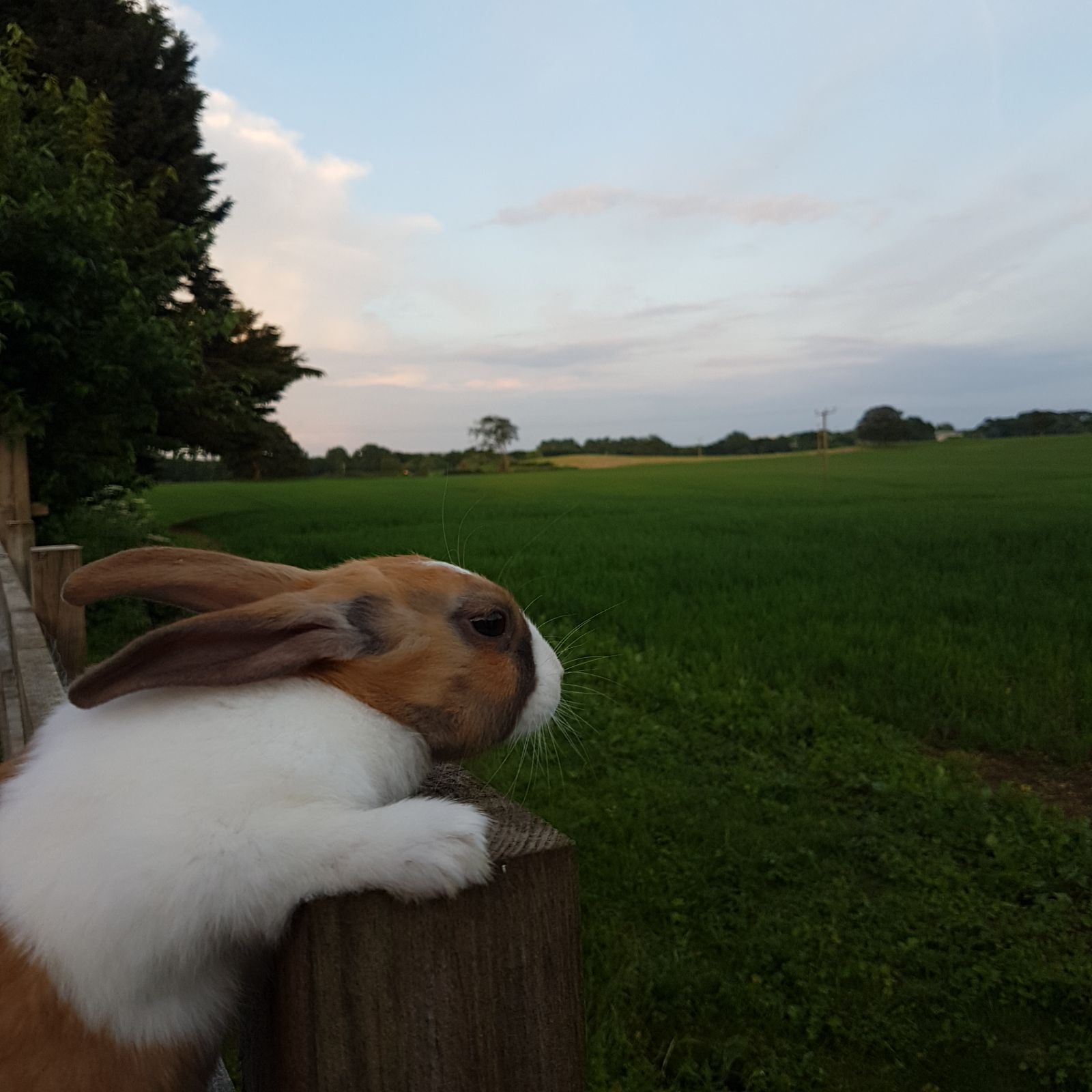 Dutch For Sale | Rabbits | Breed Information | Omlet
