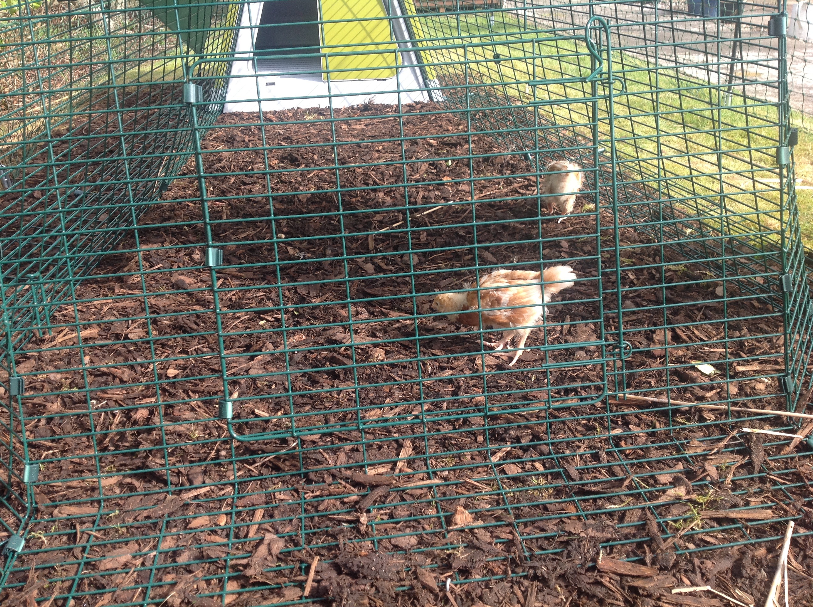 Eglu Go Chicken Coop | Chicken Keeping Equipment | Omlet