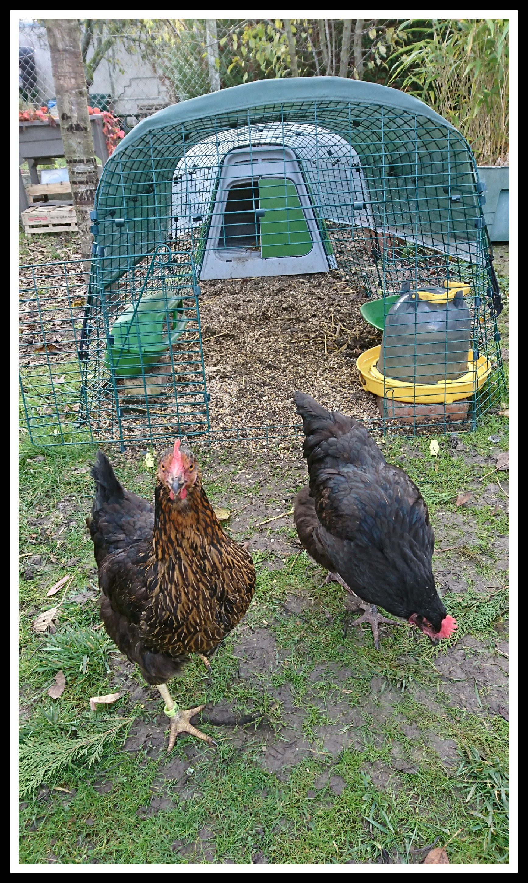Eglu Go Chicken Coop | Chicken Coops and Pet Chicken Accessories | Omlet