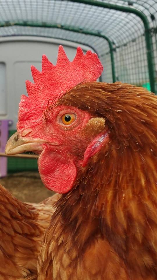 Ex-Battery Hen For Sale | Chickens | Breed Information | Omlet