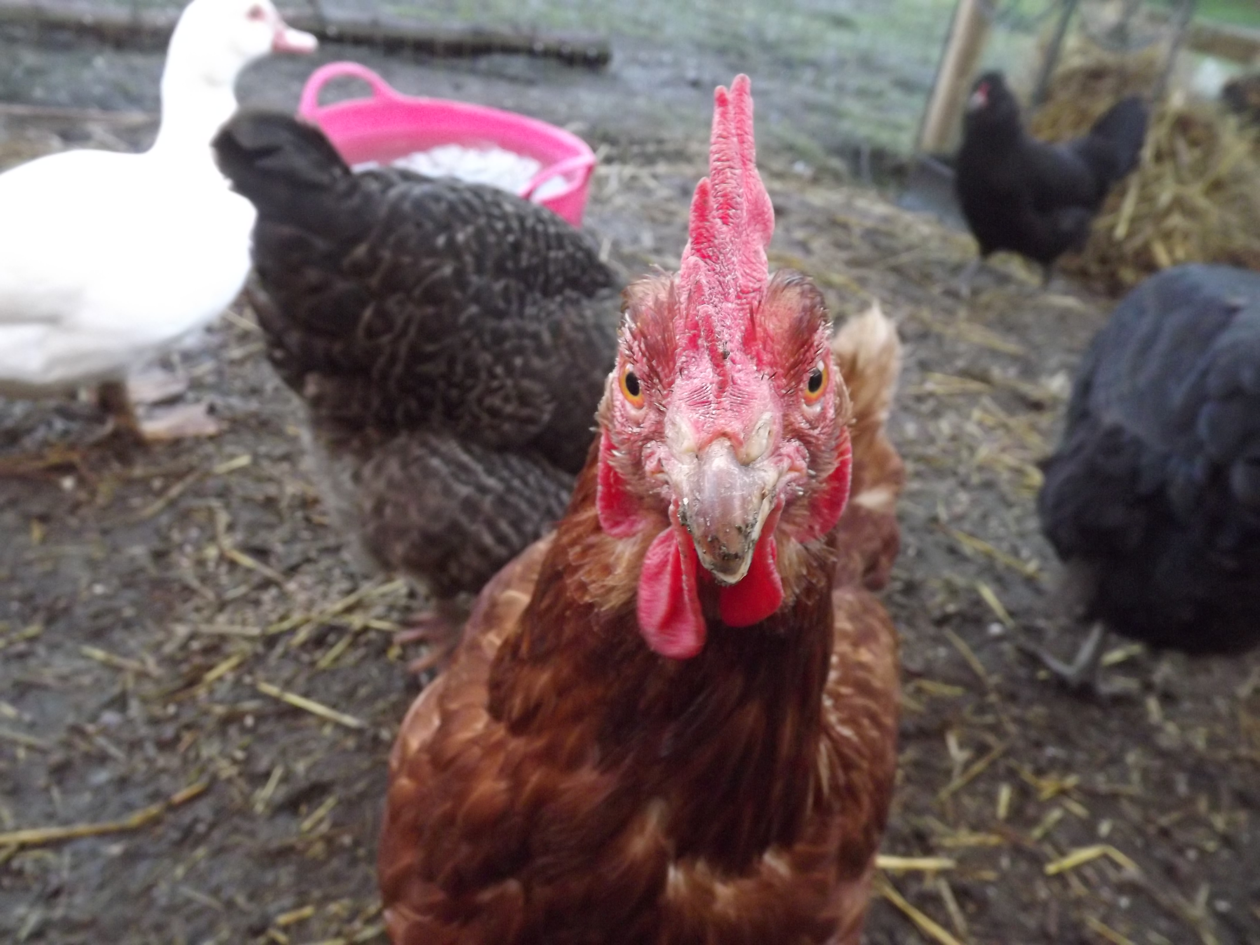 Ex-Battery Hen For Sale | Chickens | Breed Information | Omlet