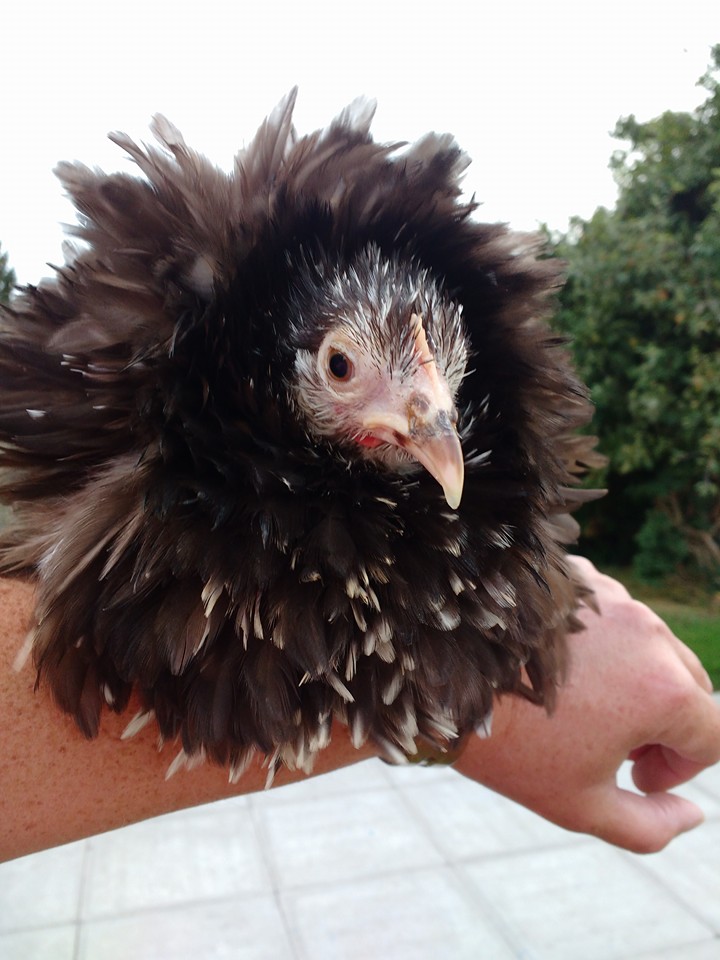 Frizzle For Sale | Chickens | Breed Information | Omlet