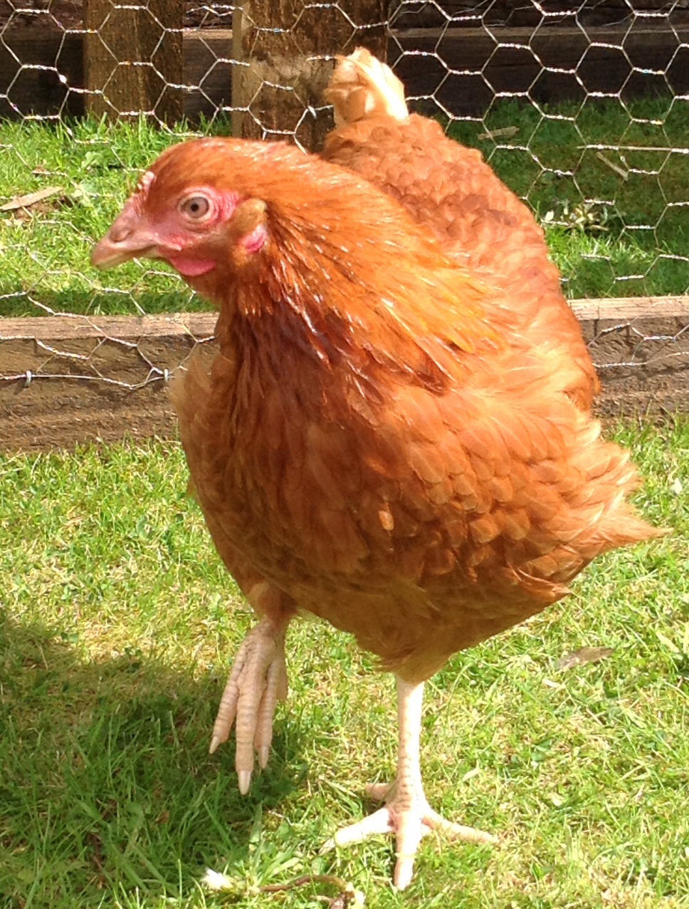 Gingernut Ranger For Sale | Chickens | Breed Information | Omlet